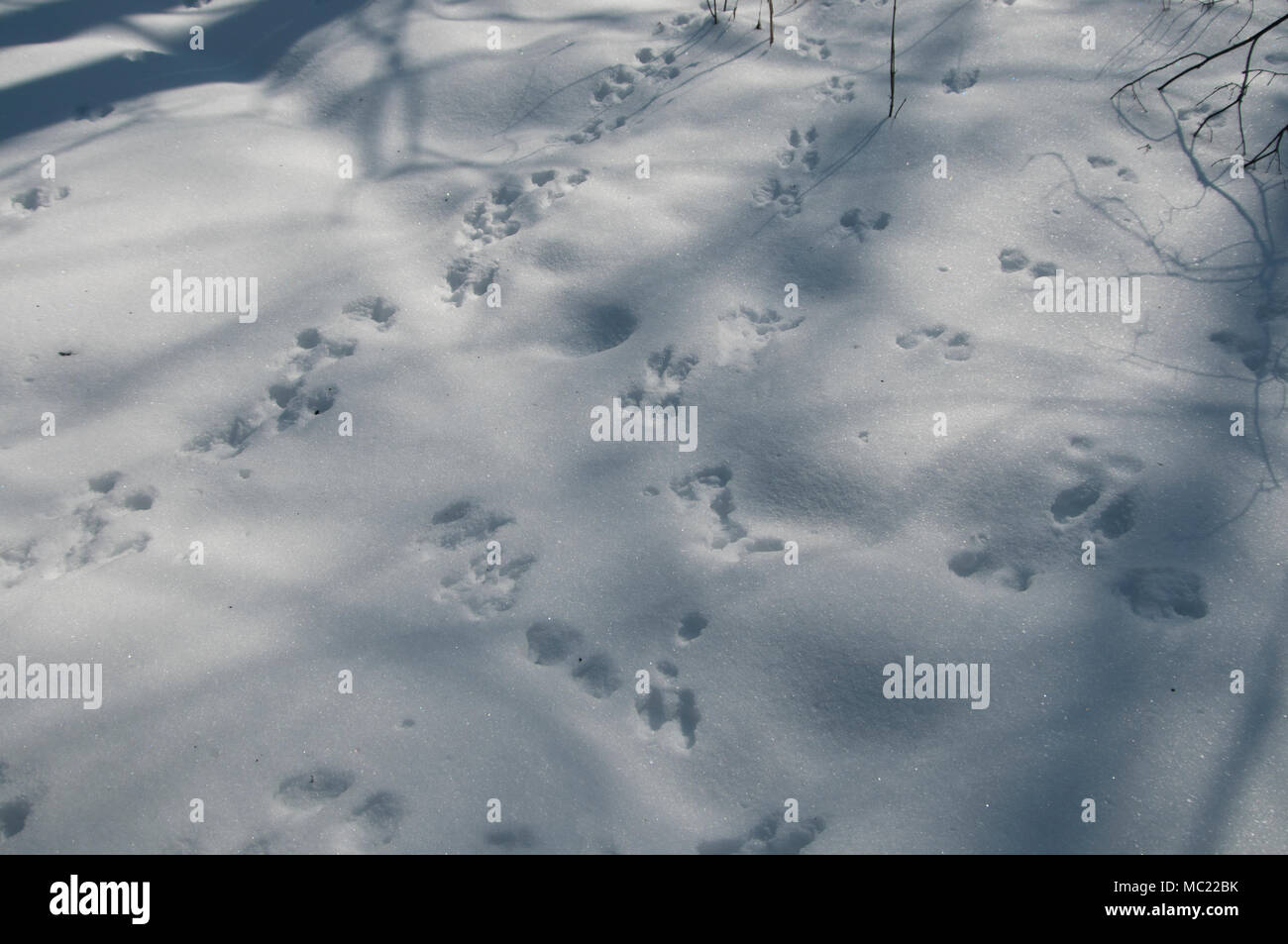 Red squirrel trace on snow, close up shot Stock Photo - Alamy