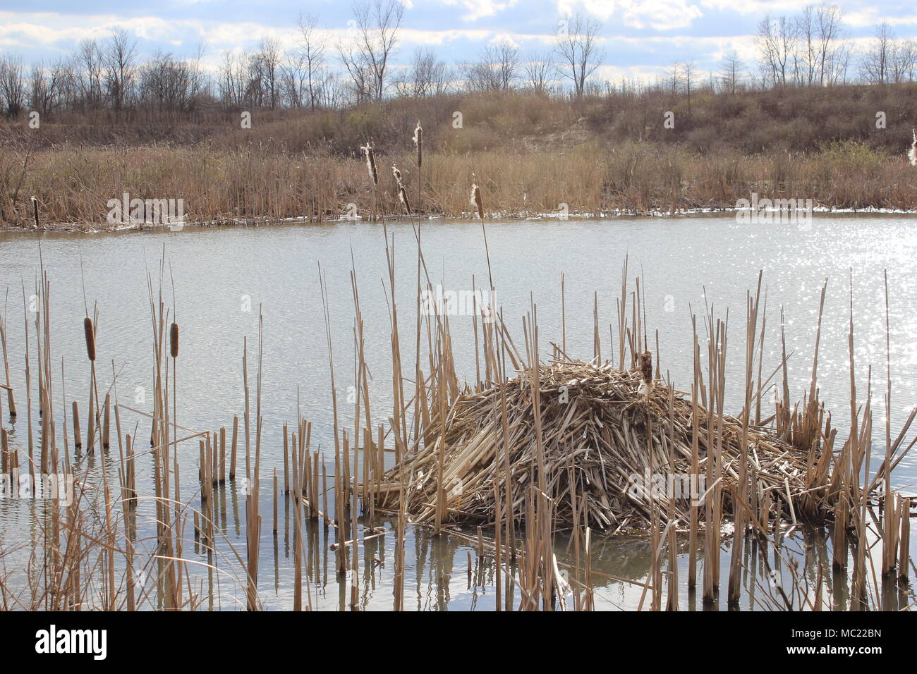 Muskrat house hi-res stock photography and images - Alamy
