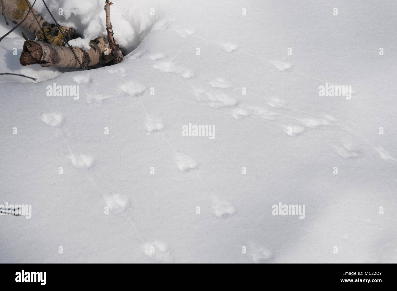 Field mouse trace on snow, close up shot Stock Photo - Alamy
