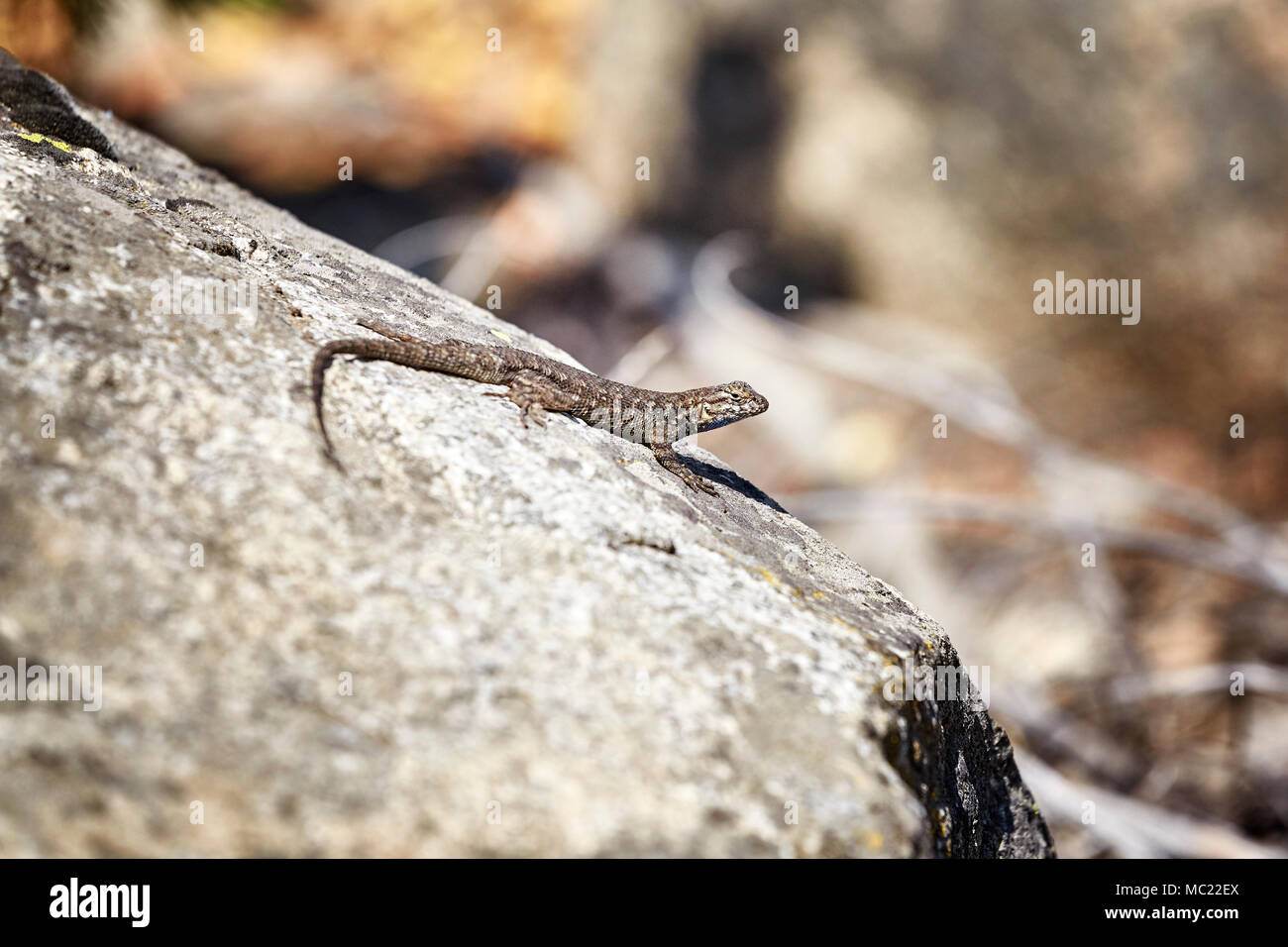 Western fence lizard hi-res stock photography and images - Alamy