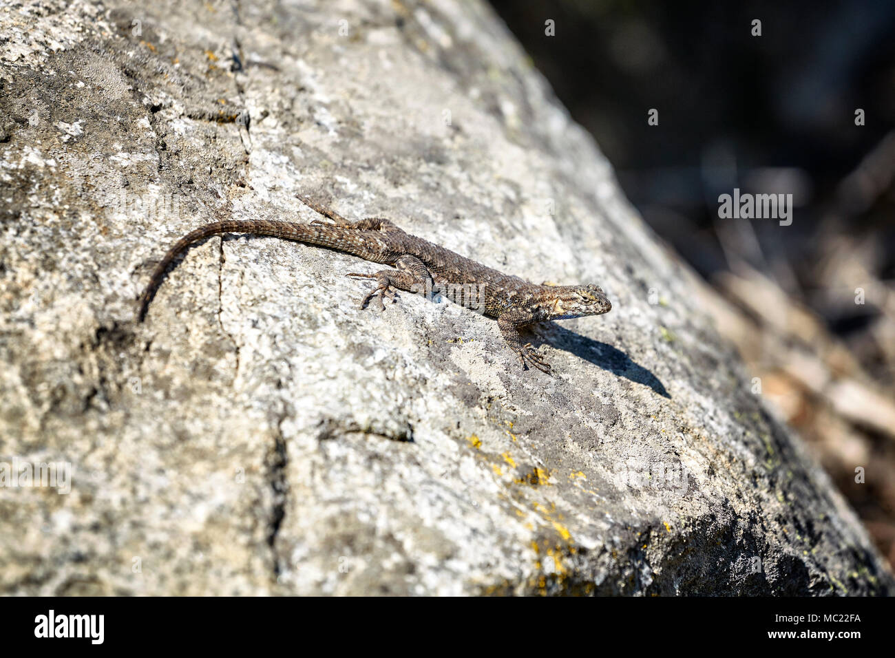 Western fence lizard (Sceloporus occidentalis) on a rock, selective ...