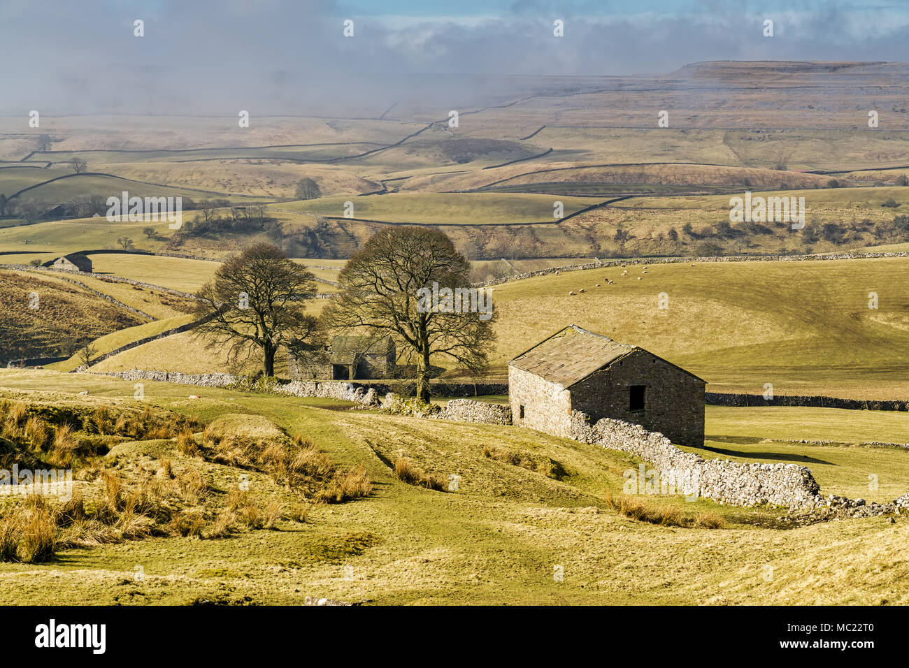 An isolated barn and trees in The Yorkshire Dales Stock Photo - Alamy