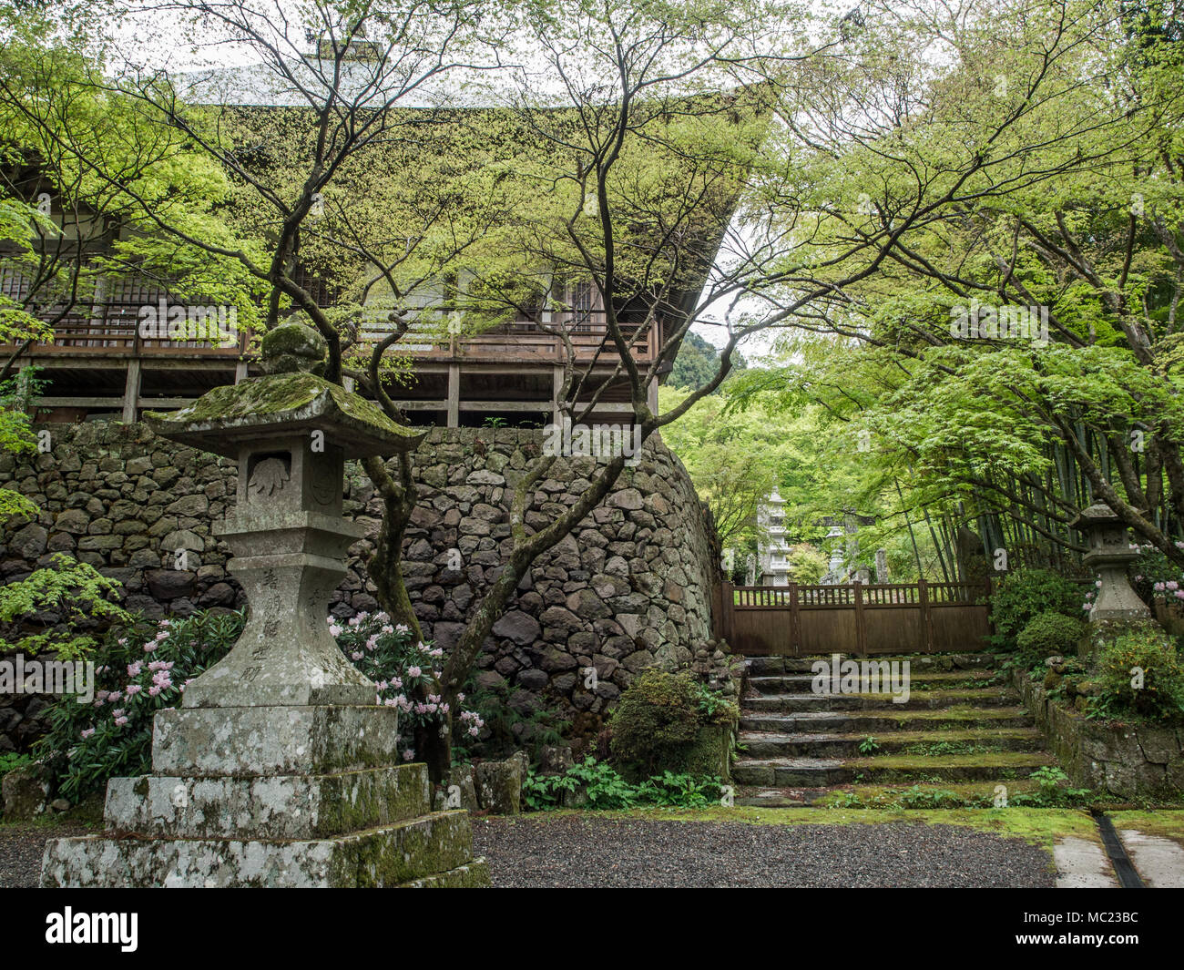 Ishidoro and momoji, stone lantern and Japanese maple, Spring ...