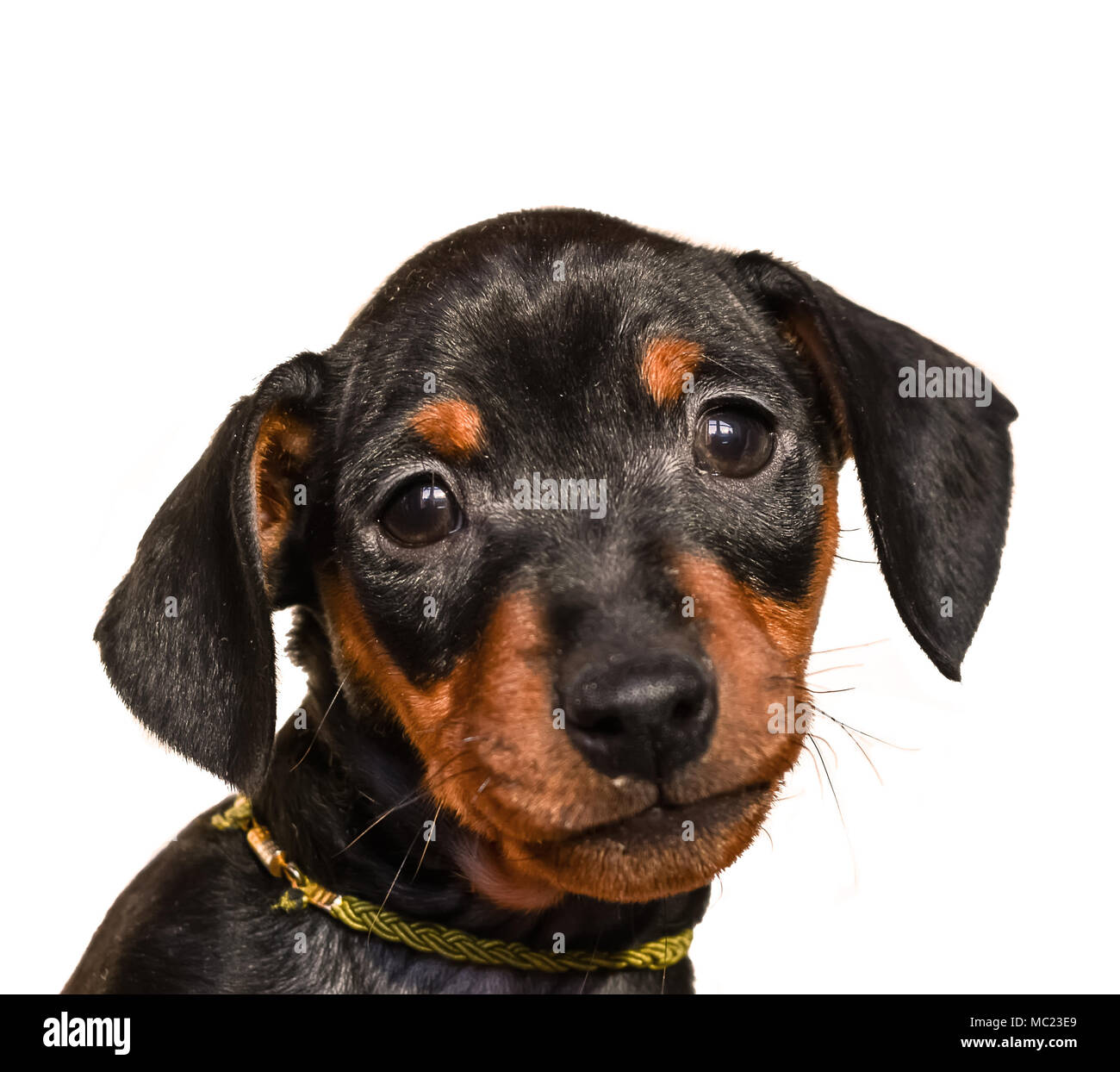 Portrait of black miniature pinscher puppy on white background Stock ...