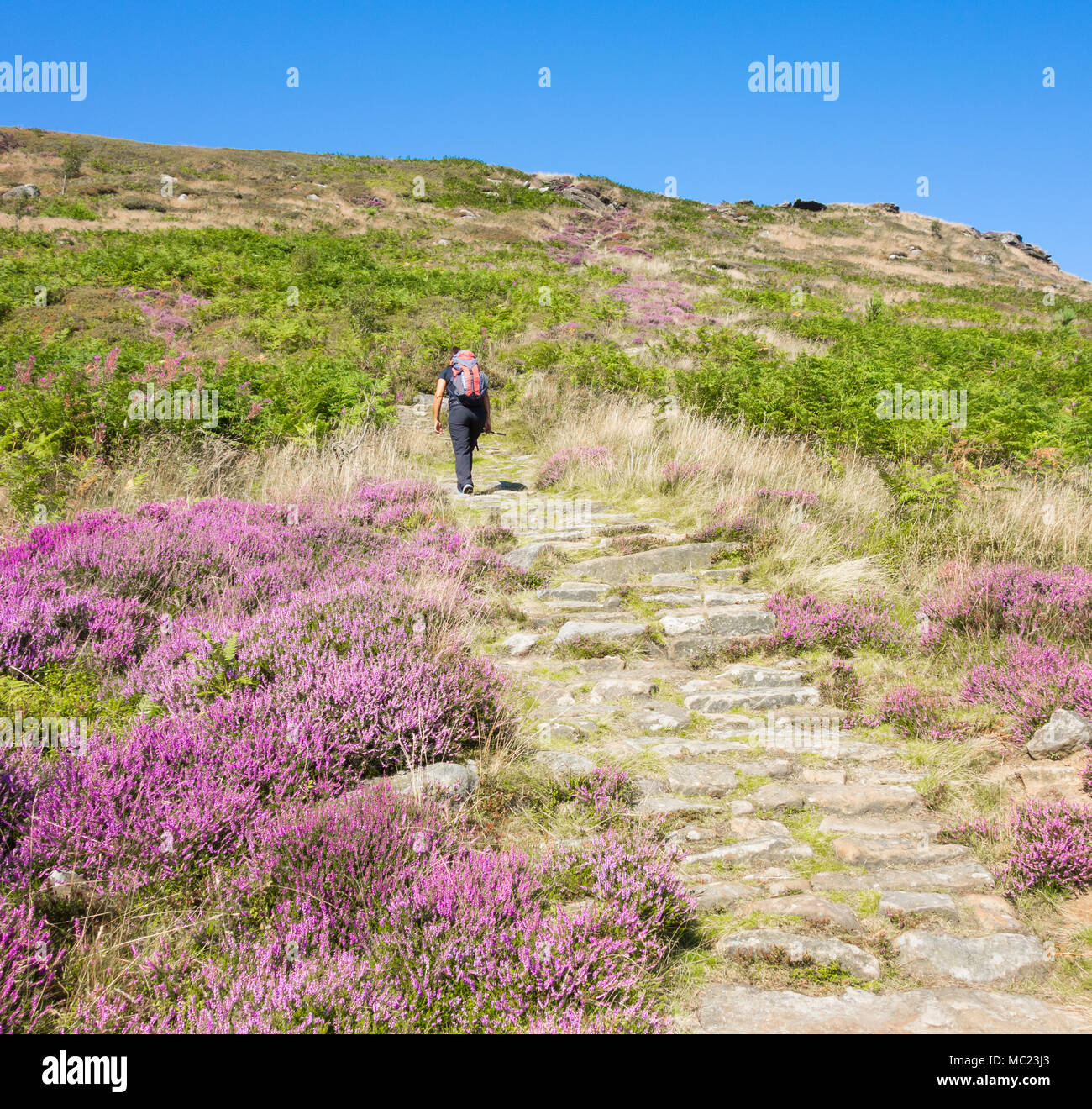 Female hiker walking up Hasty Bank on The Cleveland Way National Trail ...