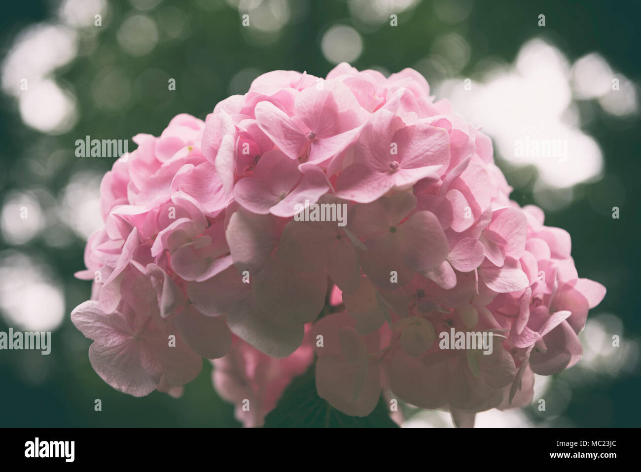 Hydrangea images hi-res stock photography and images - Alamy