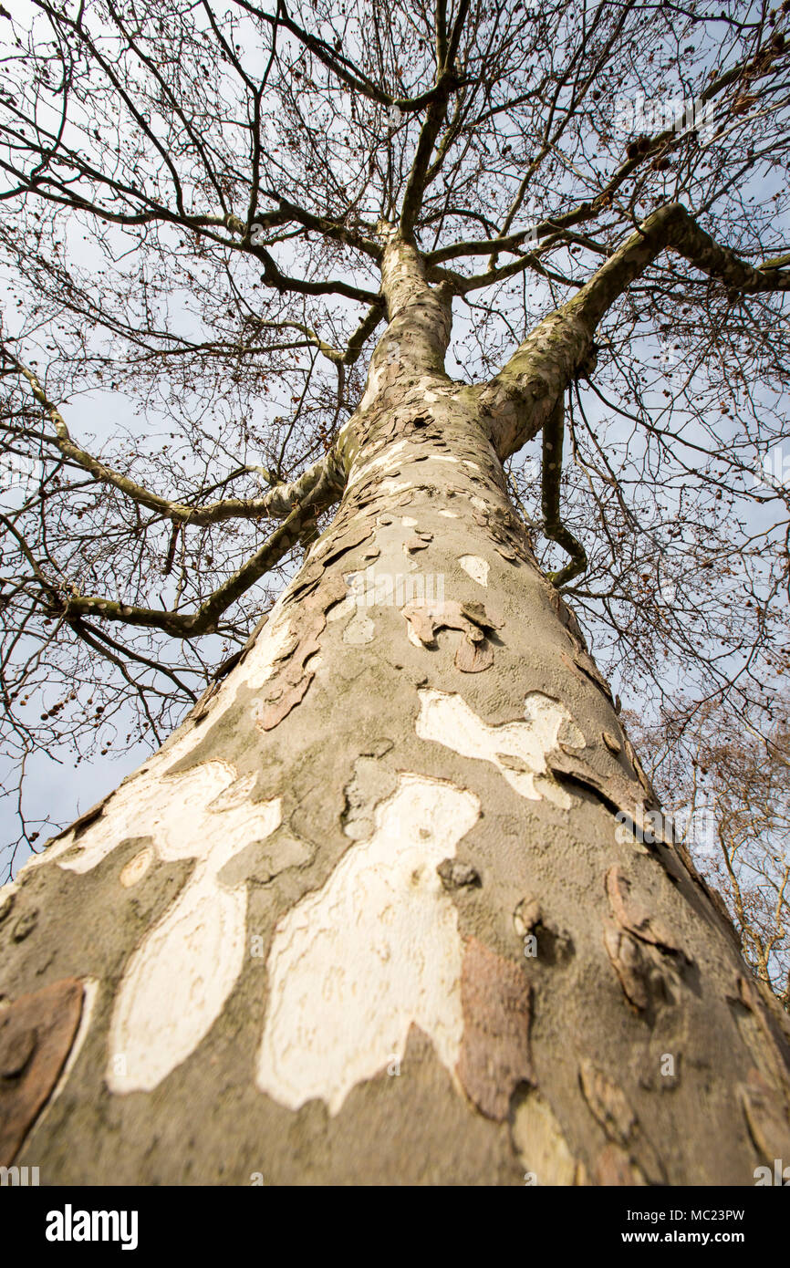 London plane tree embankment hi-res stock photography and images - Alamy