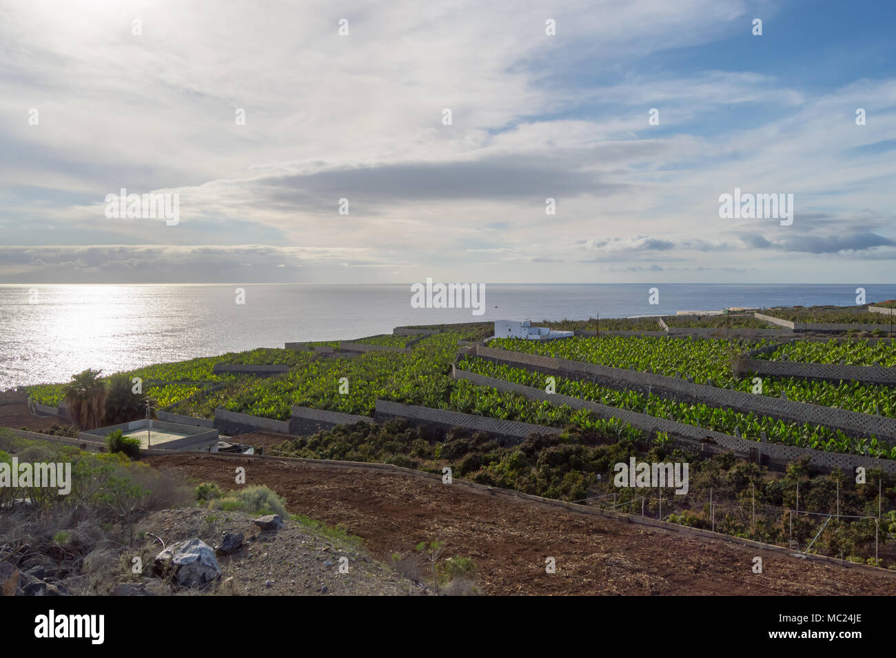 Field of agriculture in stairs the island of Tenerife in Spain Stock ...