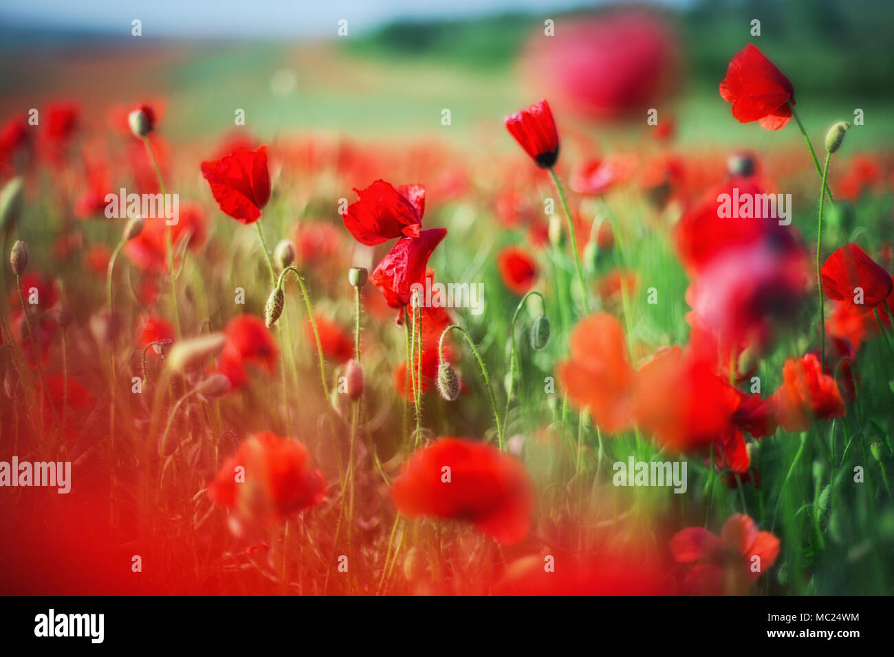 With beautiful bright red poppy flowers in the summer red hi-res stock ...