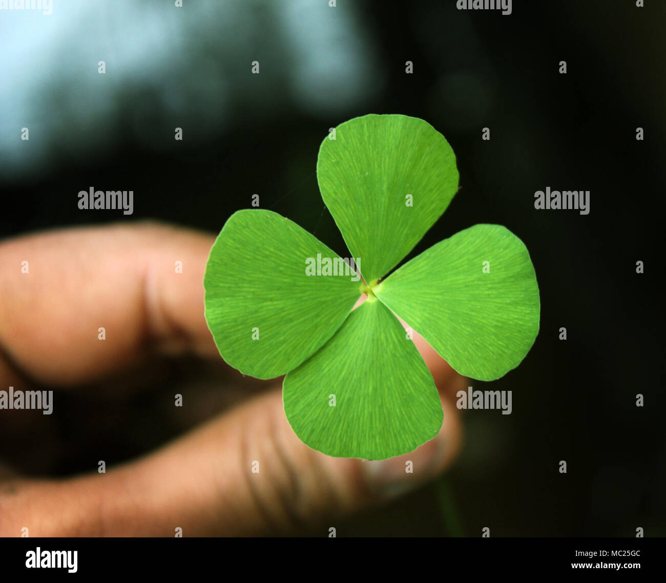 four leaf clover in hand .good luck leaf Stock Photo - Alamy