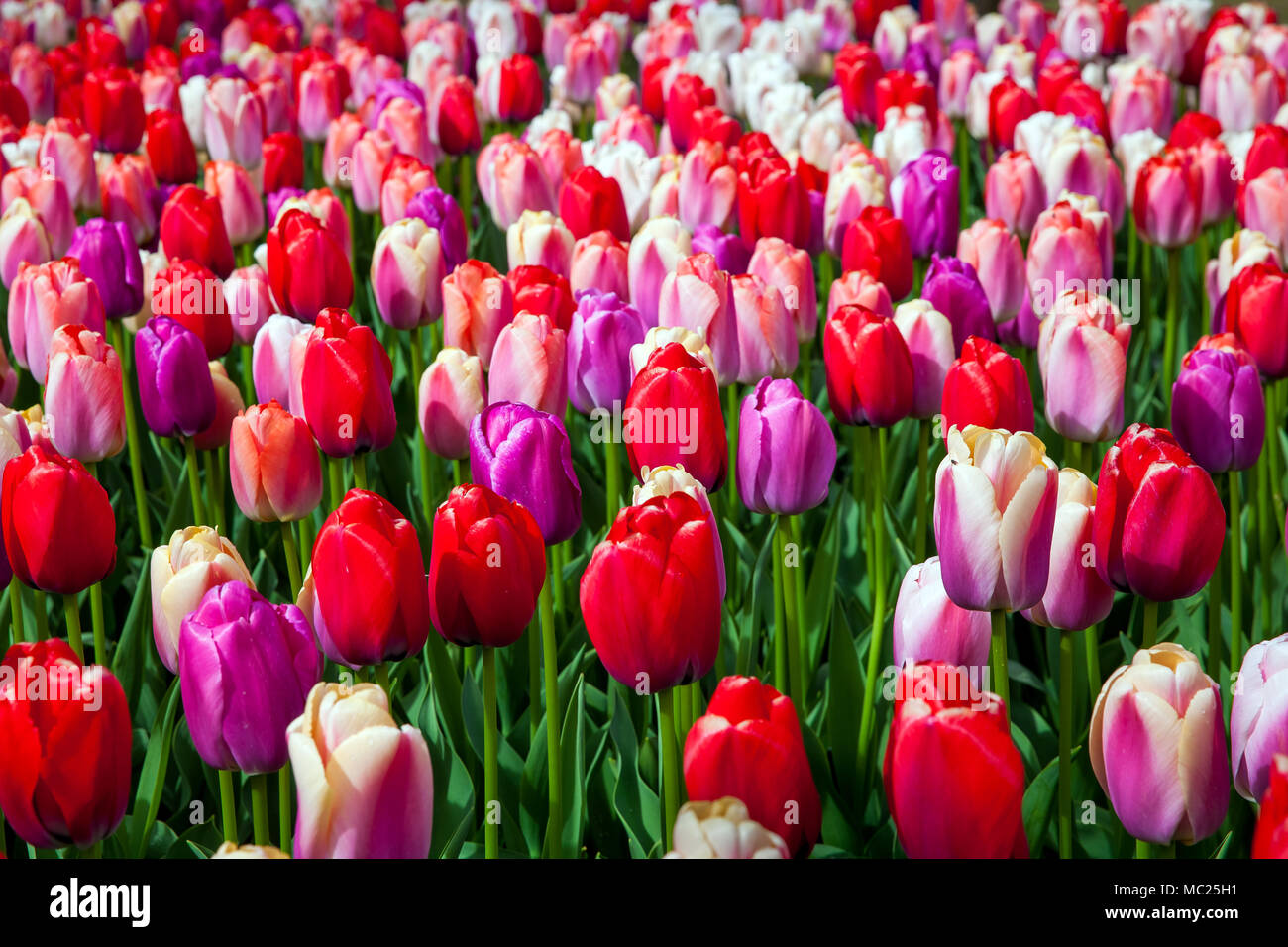 Field bright colorful spring hi-res stock photography and images - Alamy