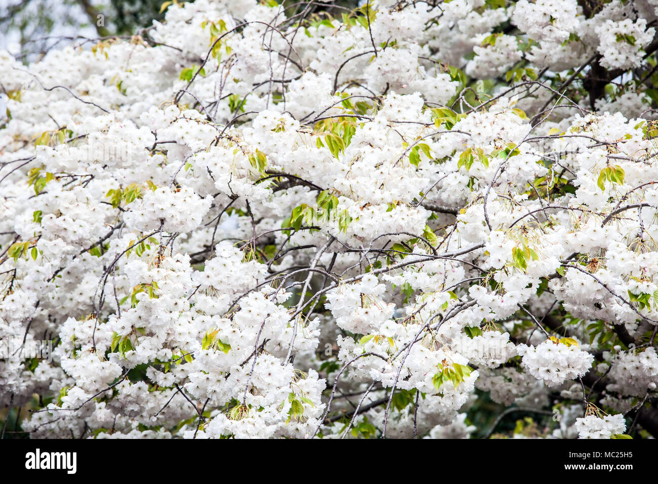 Cherry blossom background Stock Photo - Alamy