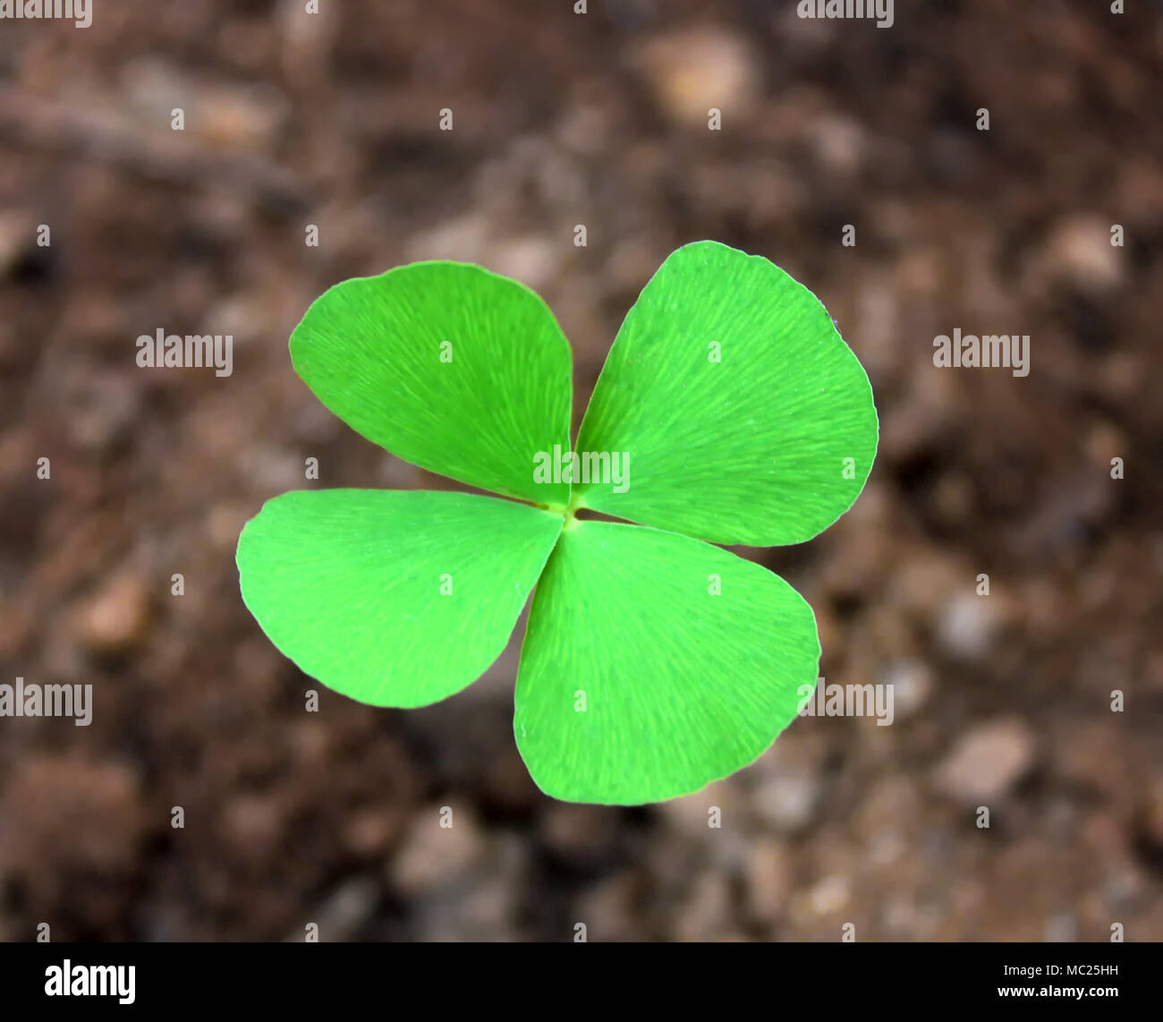 Green four-leaf clover leaf isolated Stock Photo - Alamy