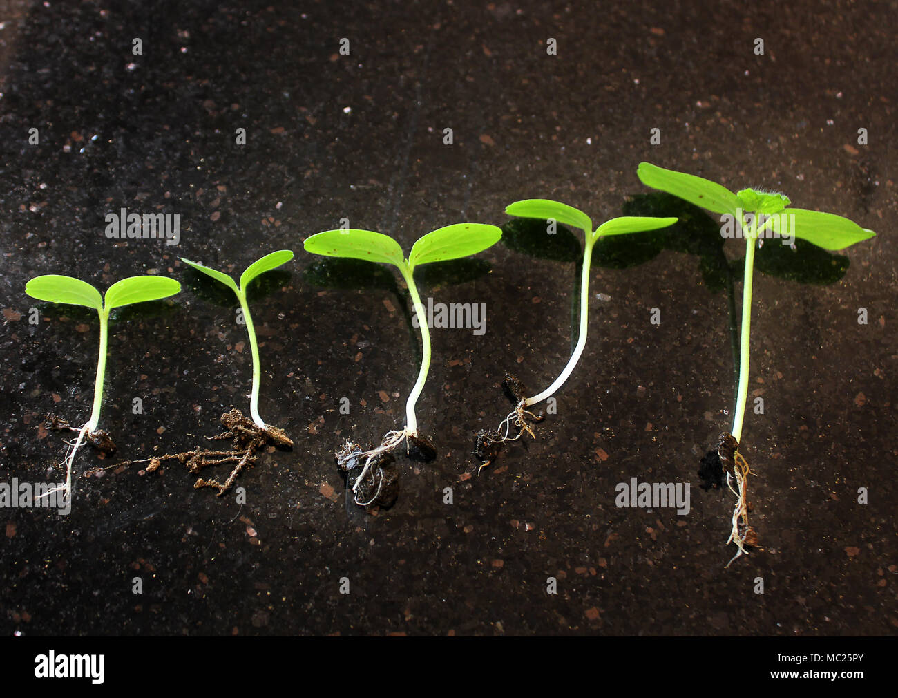 Seedlings growing. Plants grow stages. Seedlings growth periods Stock ...