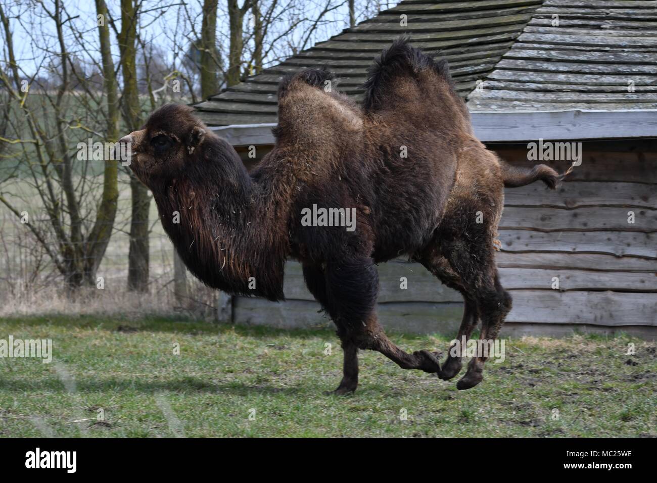 Camel spitting hi-res stock photography and images - Alamy