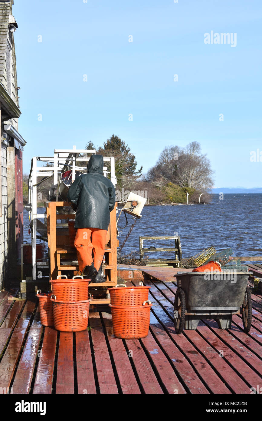 Oyster Processing at Oysterville Sea Farms Stock Photo - Alamy