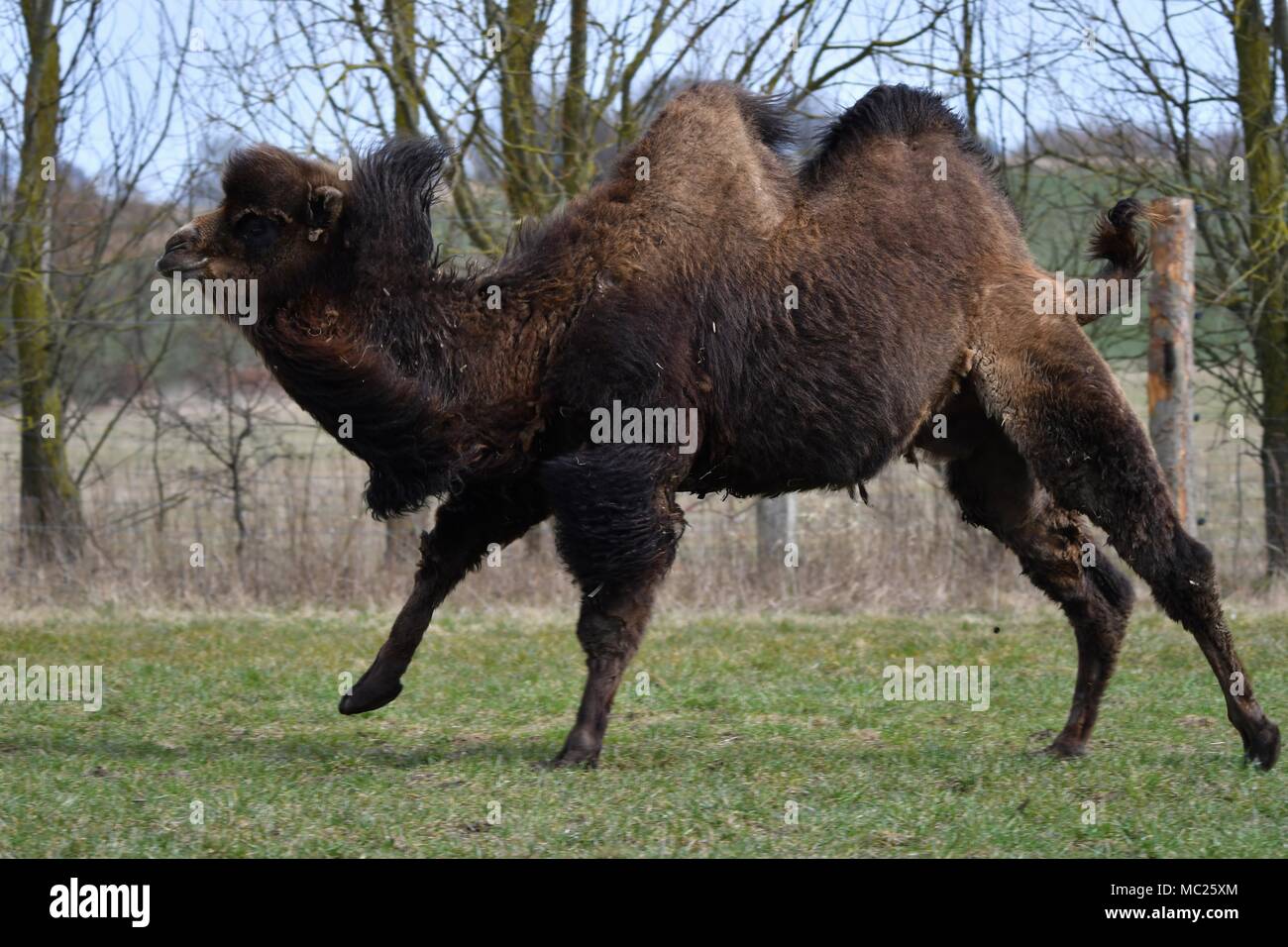 Hybrid camel hi-res stock photography and images - Alamy
