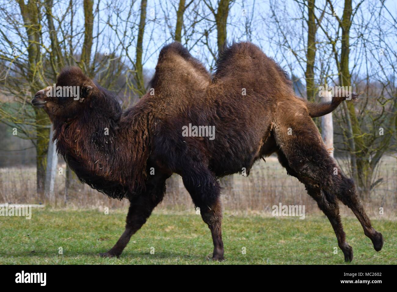 Camel spitting hi-res stock photography and images - Alamy