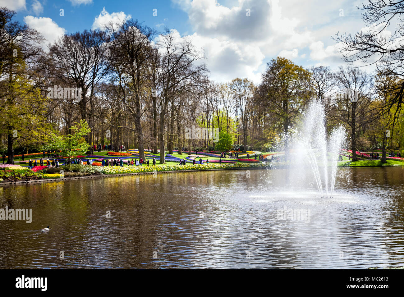 Colorful tulips on the river bank in Keukenhof park in Amsterdam area ...