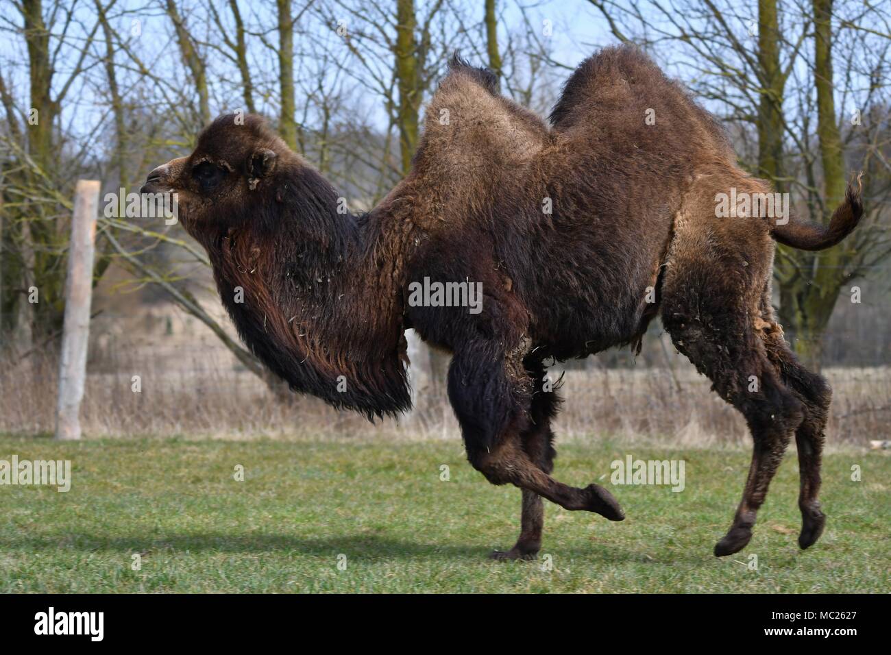 Hybrid camel hi-res stock photography and images - Alamy