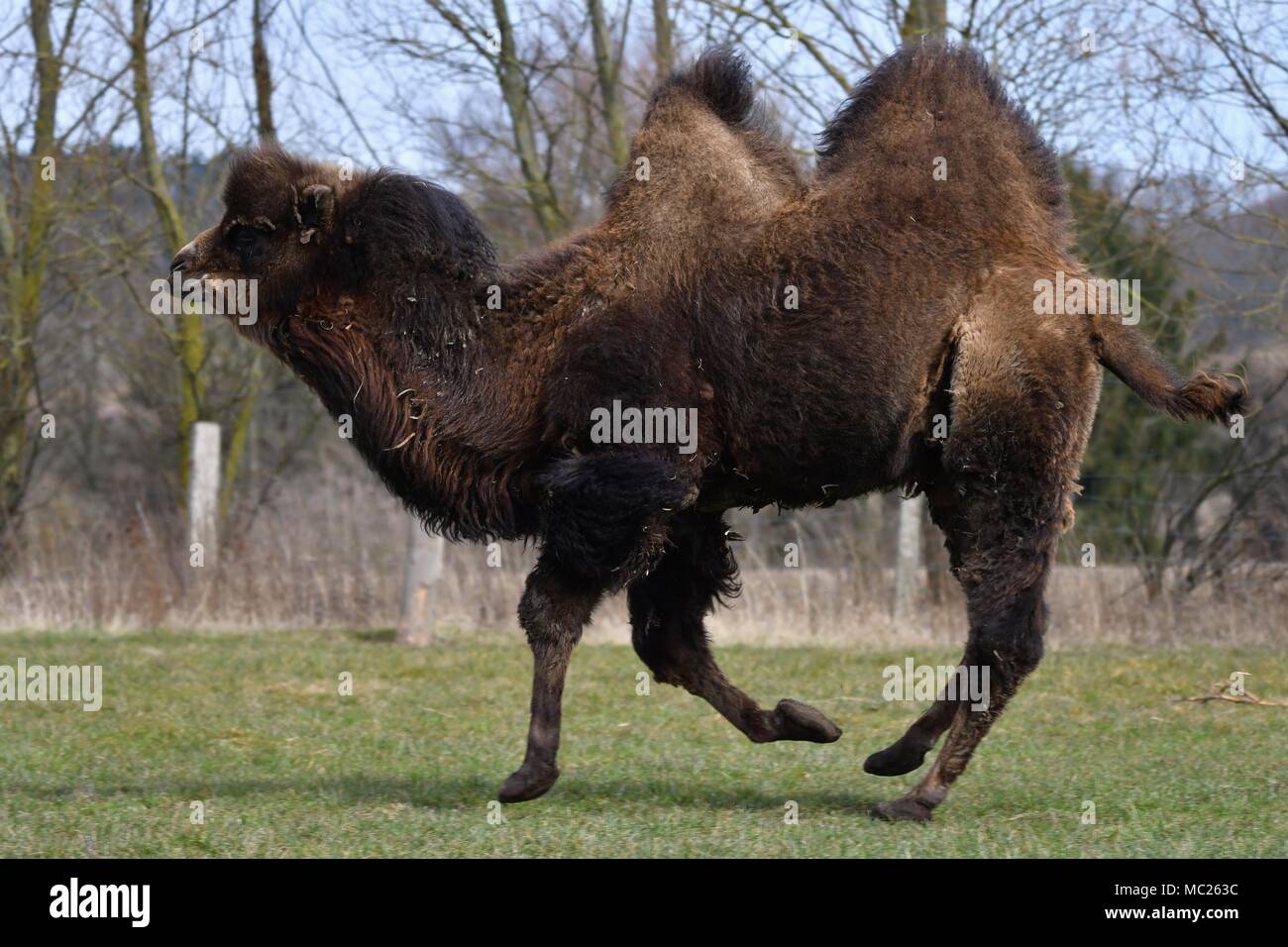 Close up portrait of bactrian camel, isolated, strong male very typical ...