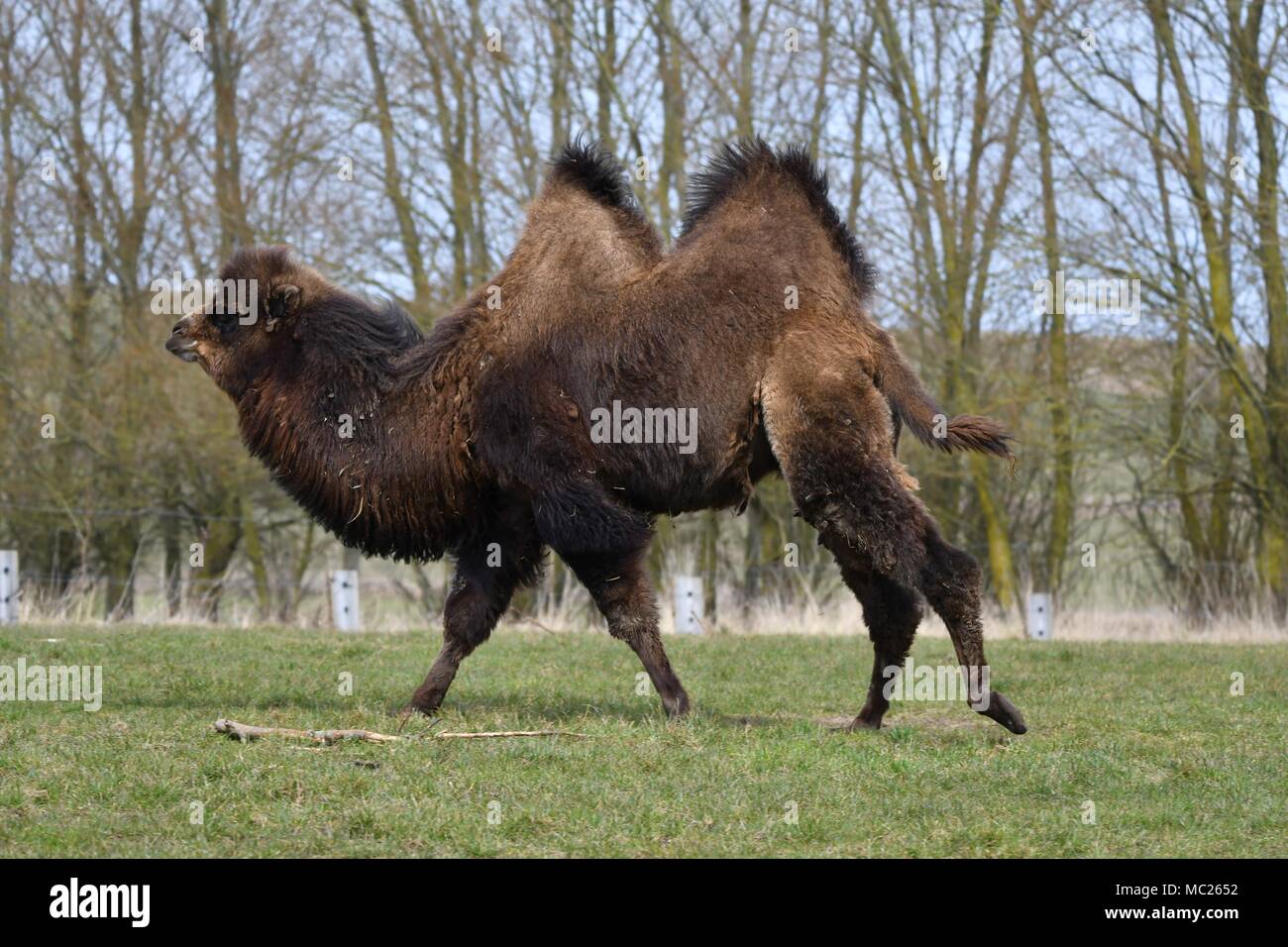Bactrian camel hi-res stock photography and images - Alamy