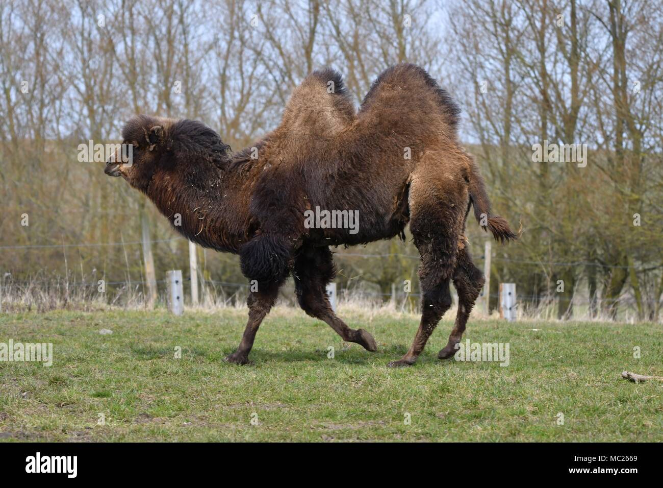 Hybrid Camel High Resolution Stock Photography and Images - Alamy