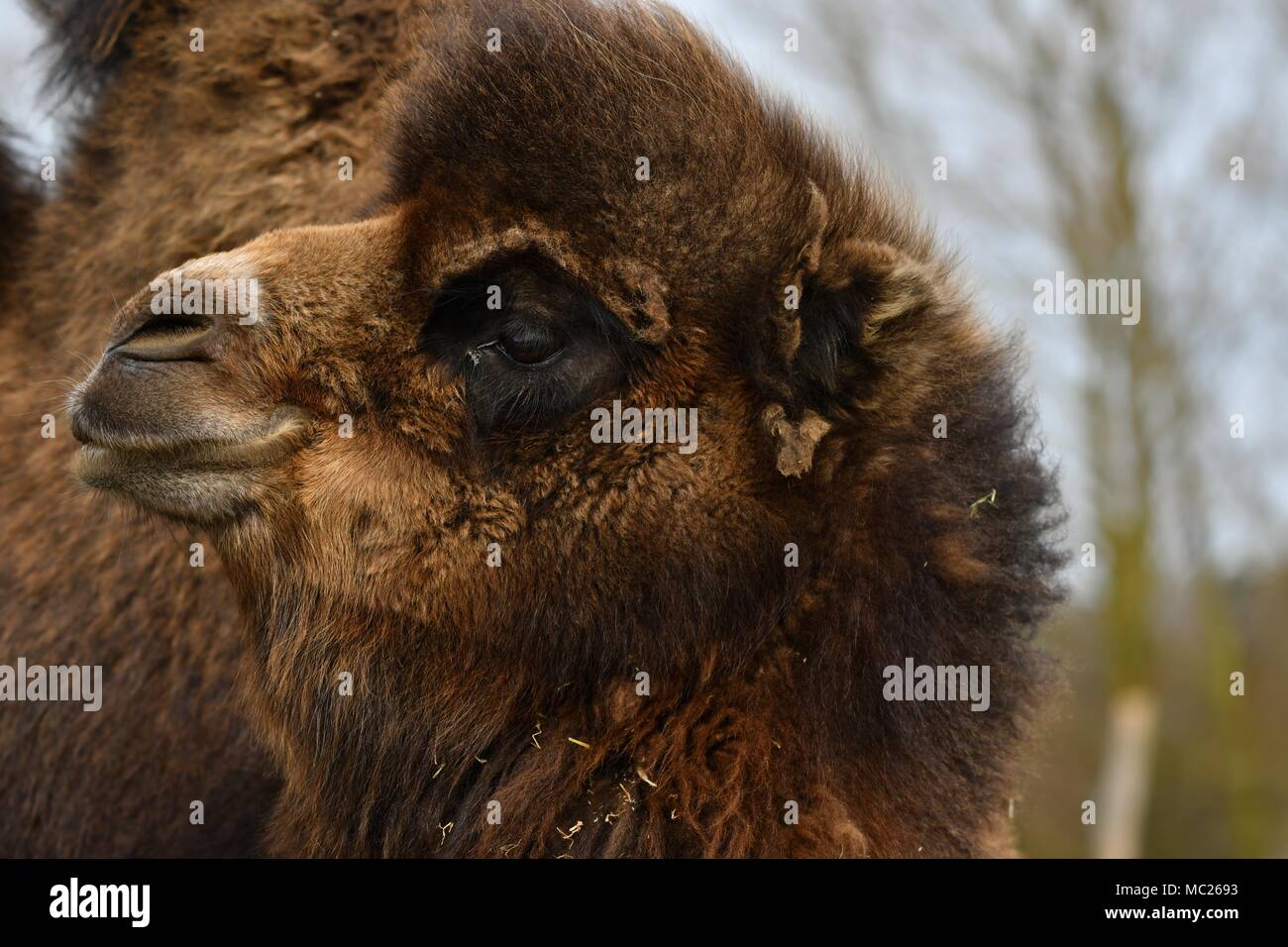 Close up portrait of bactrian camel, isolated, strong male very typical ...