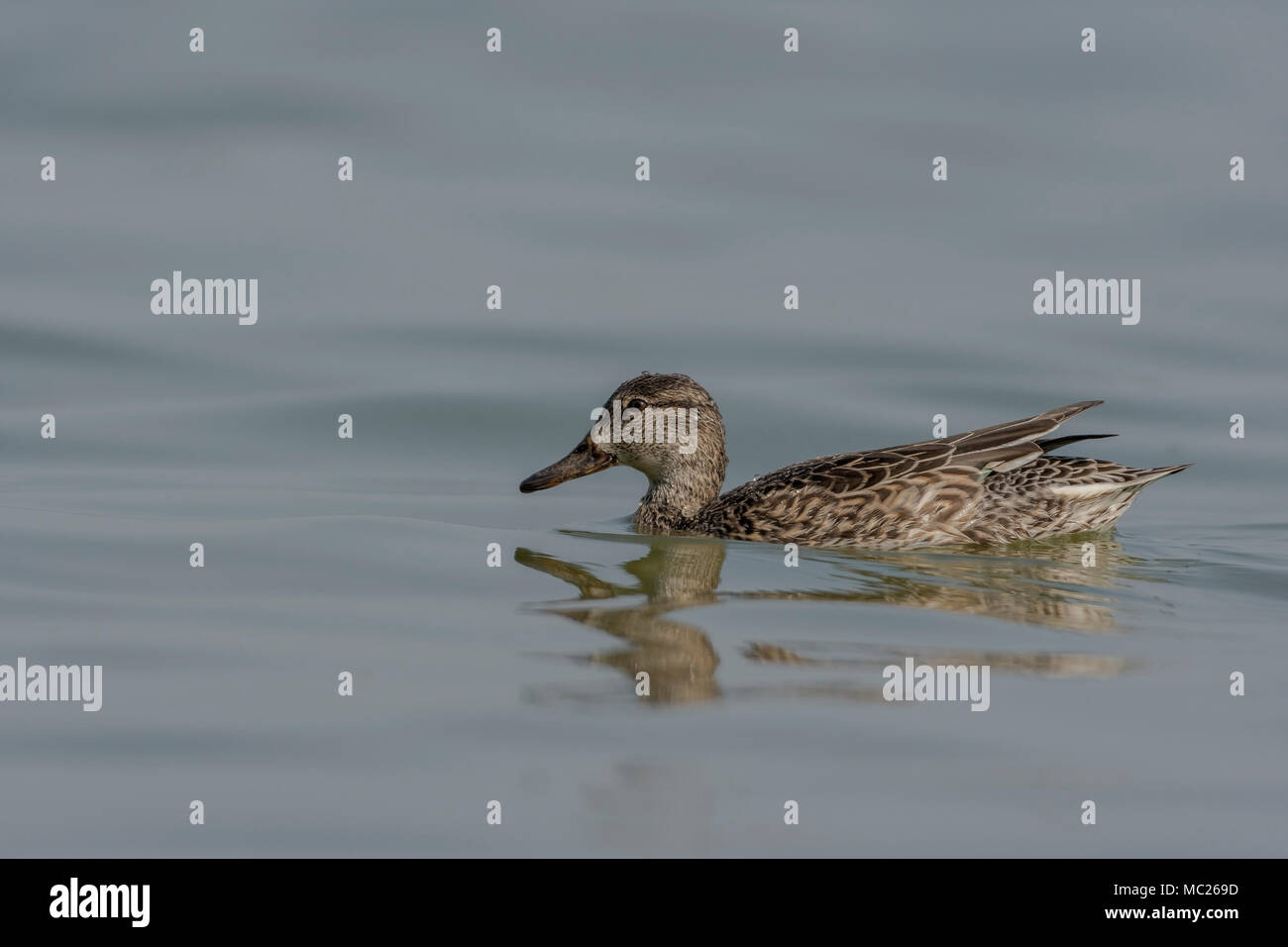 Female teal plumage hi-res stock photography and images - Alamy