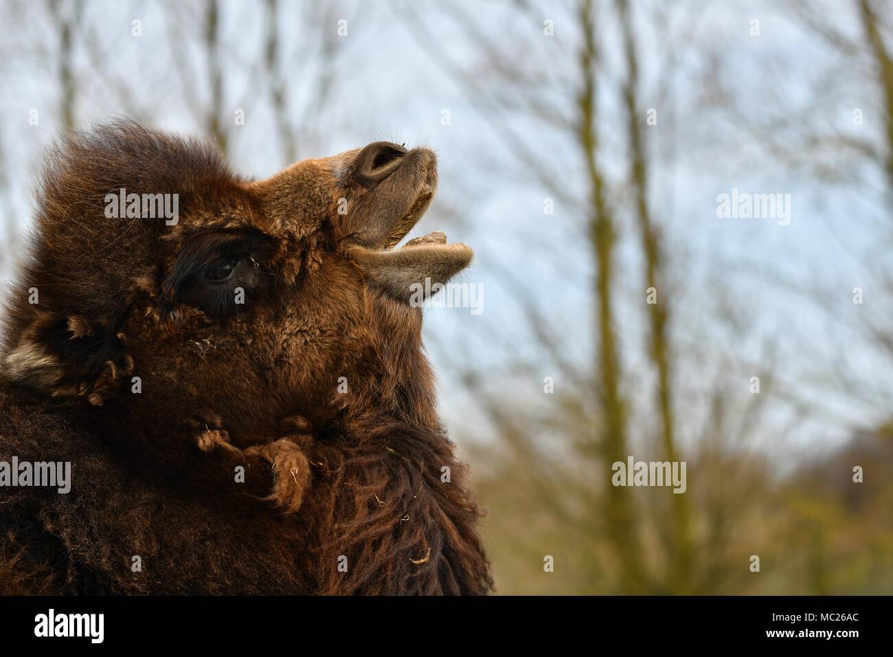 Hybrid camel hi-res stock photography and images - Alamy