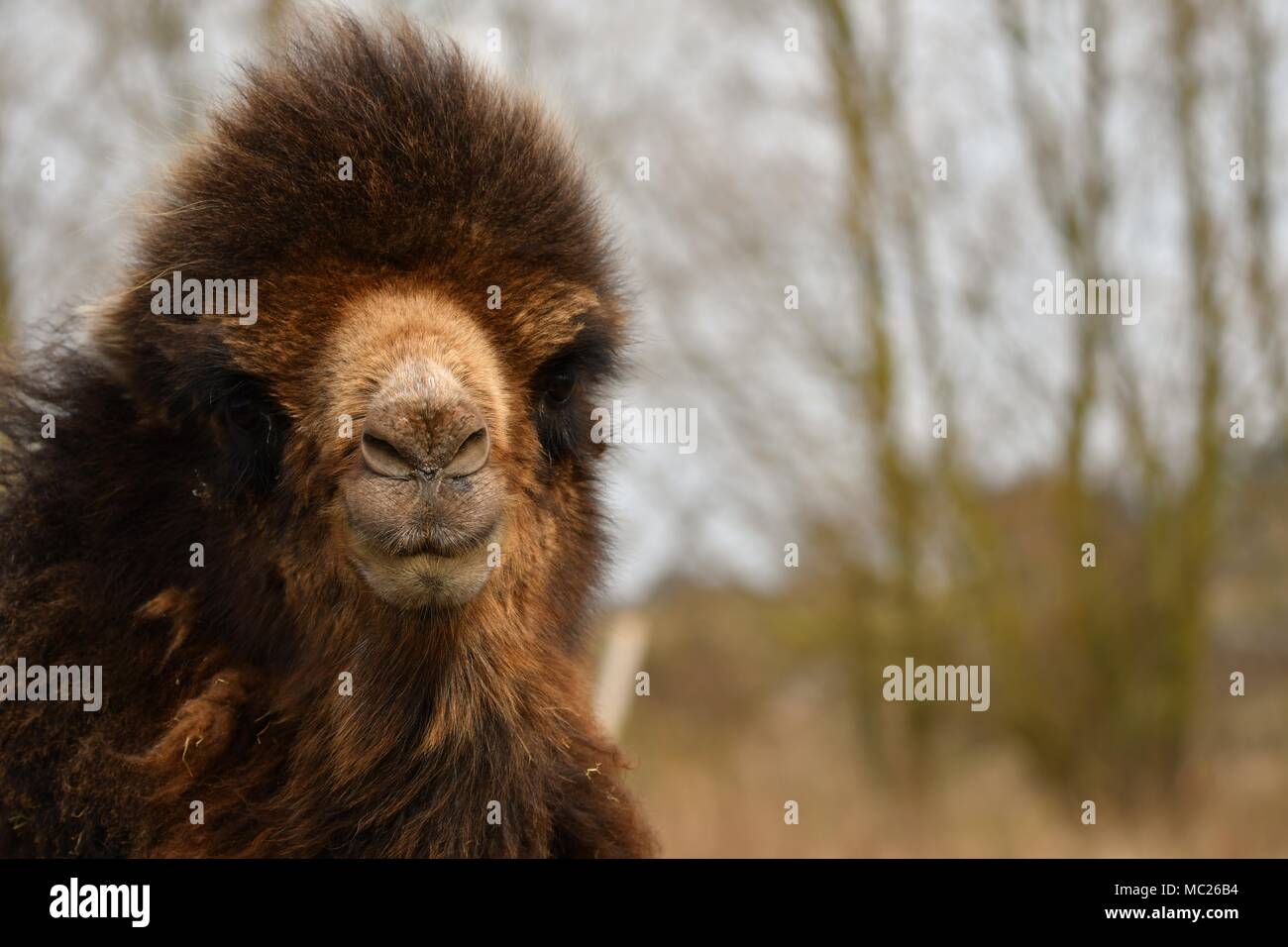 Close up portrait of bactrian camel, isolated, strong male very typical ...