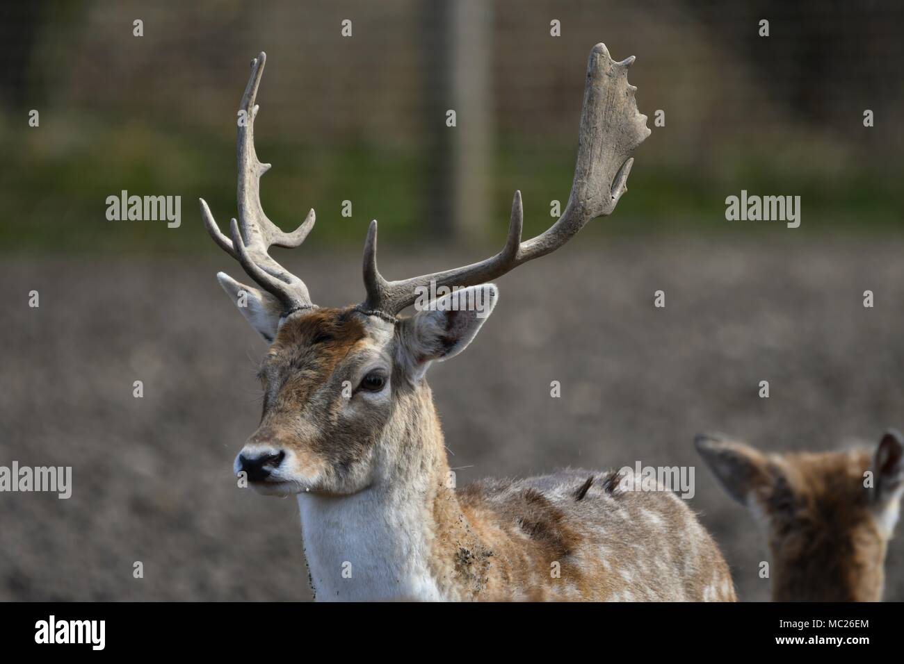 The fallow deer (Dama dama) is a ruminant mammal belonging to the ...