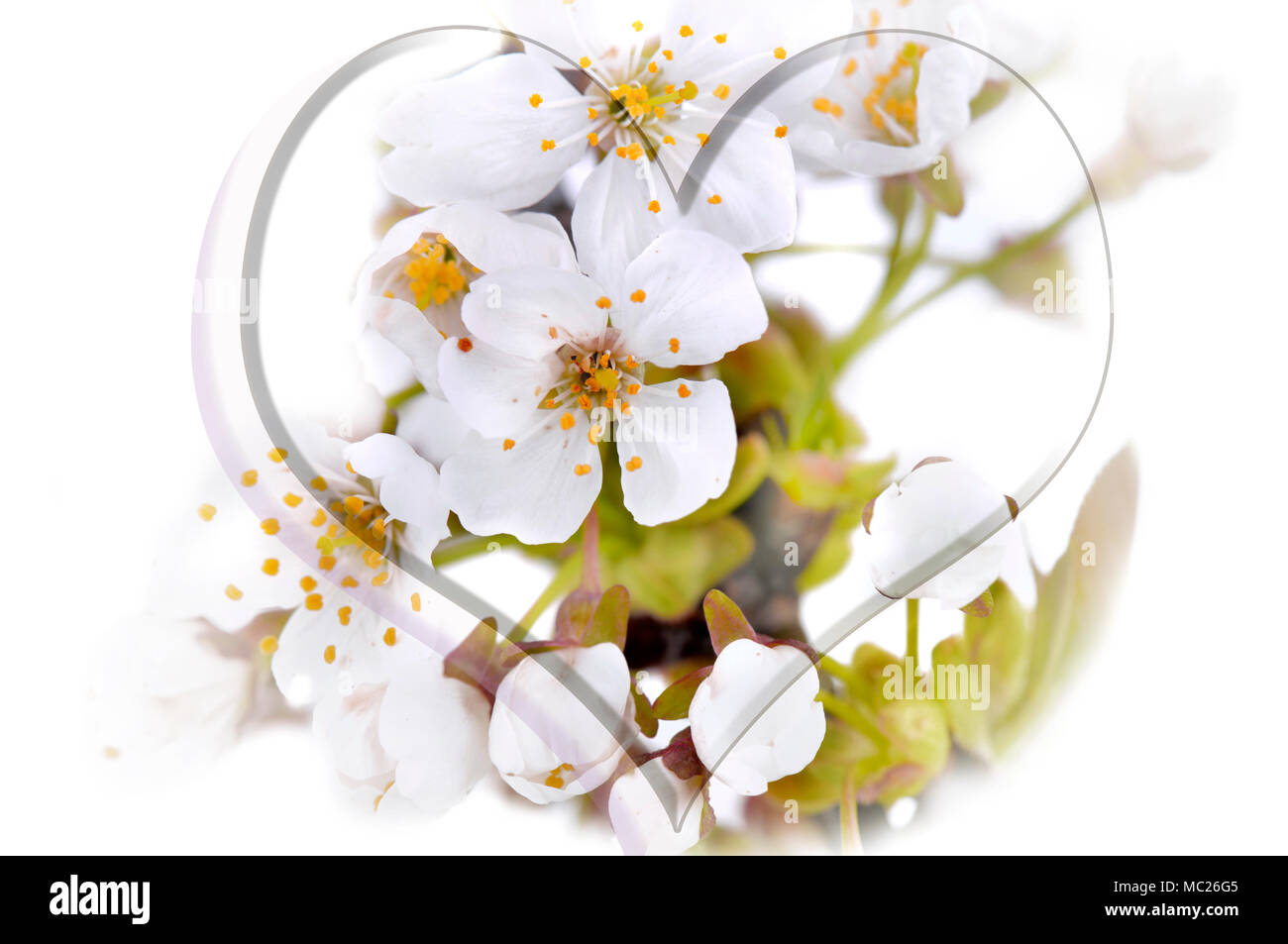 Shape of a heart on white spring flowers isolated on white background ...