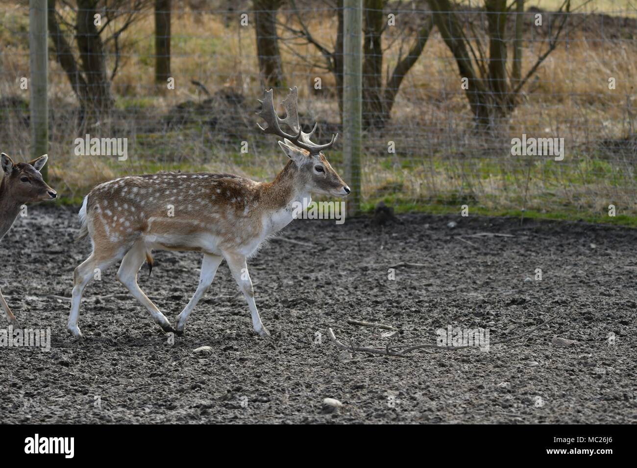 The fallow deer (Dama dama) is a ruminant mammal belonging to the ...