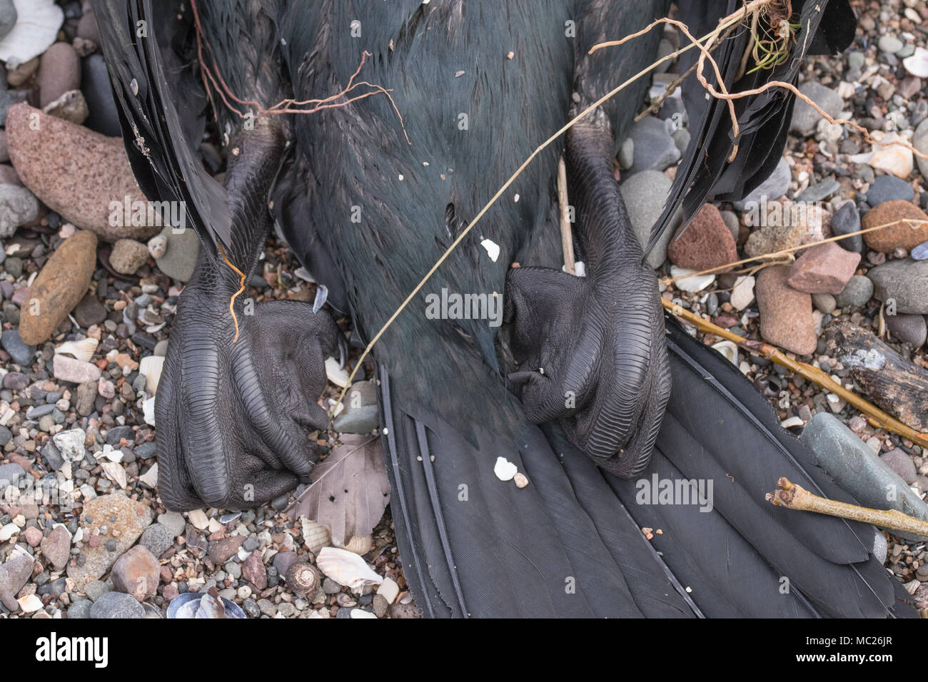 Close up showing the feet of a dead Cormorant (Phalacrocorax carbo ...