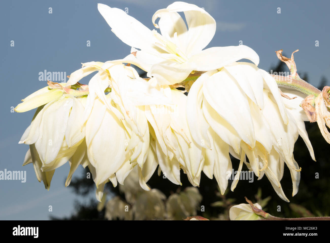 Adam's Needle (Yucca filamentosa) flowers Stock Photo - Alamy