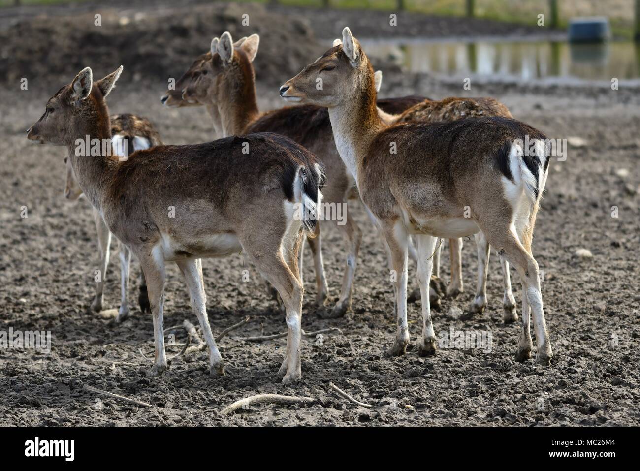 The fallow deer (Dama dama) is a ruminant mammal belonging to the ...