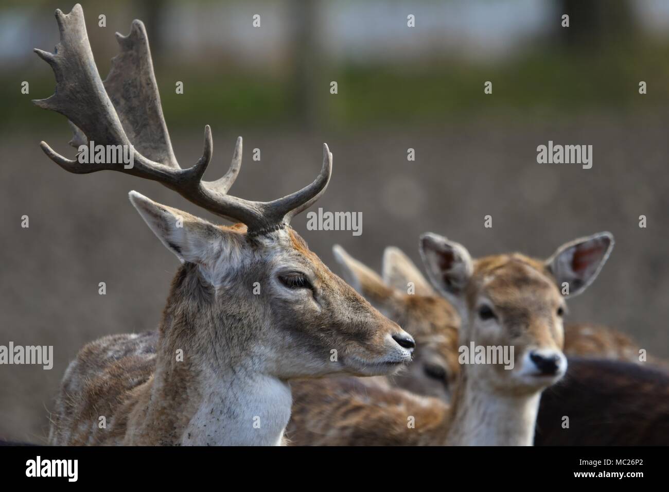 The fallow deer (Dama dama) is a ruminant mammal belonging to the ...