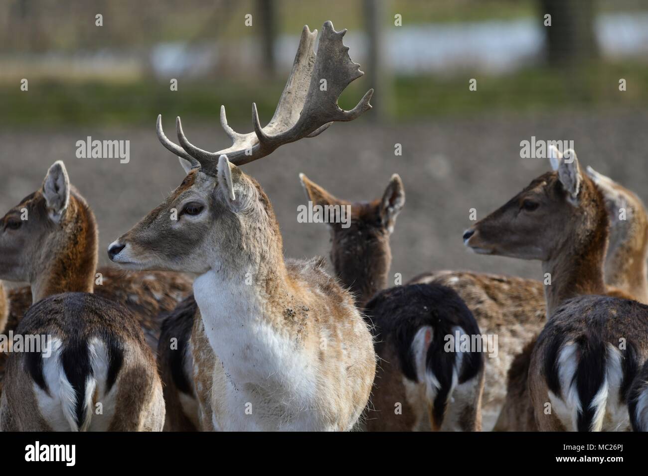 The fallow deer (Dama dama) is a ruminant mammal belonging to the ...