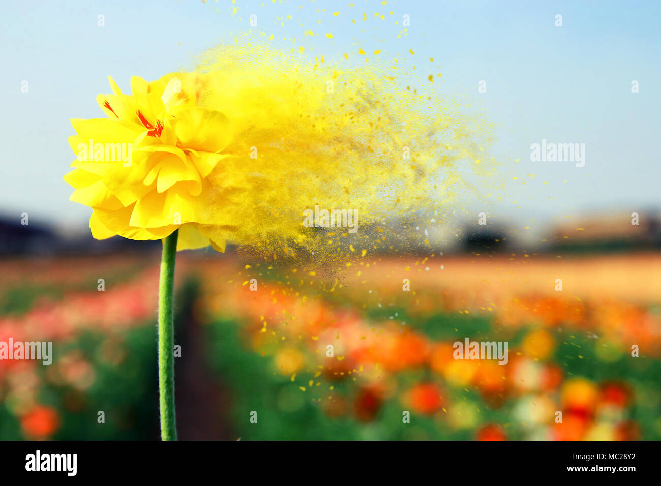 Image of beautiful yellow spring flower Stock Photo - Alamy