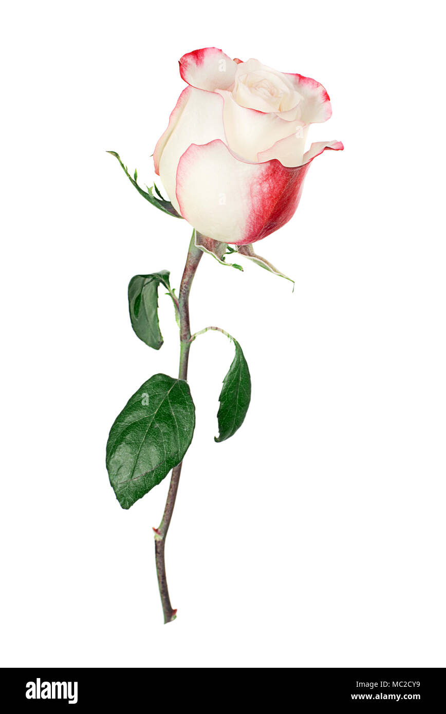 One white and pink rose isolated on white background Stock Photo - Alamy
