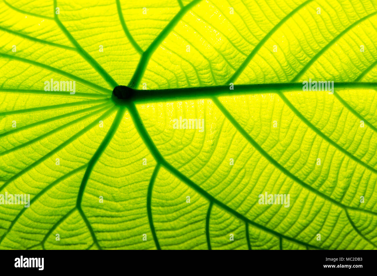Environmental texture hi-res stock photography and images - Alamy