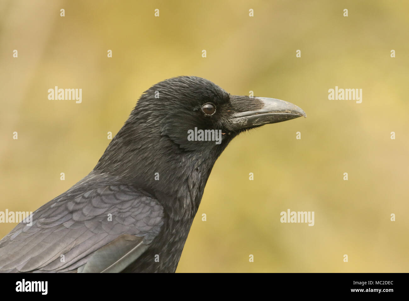 A head shot of a stunning Carrion Crow (Corvus corone Stock Photo - Alamy