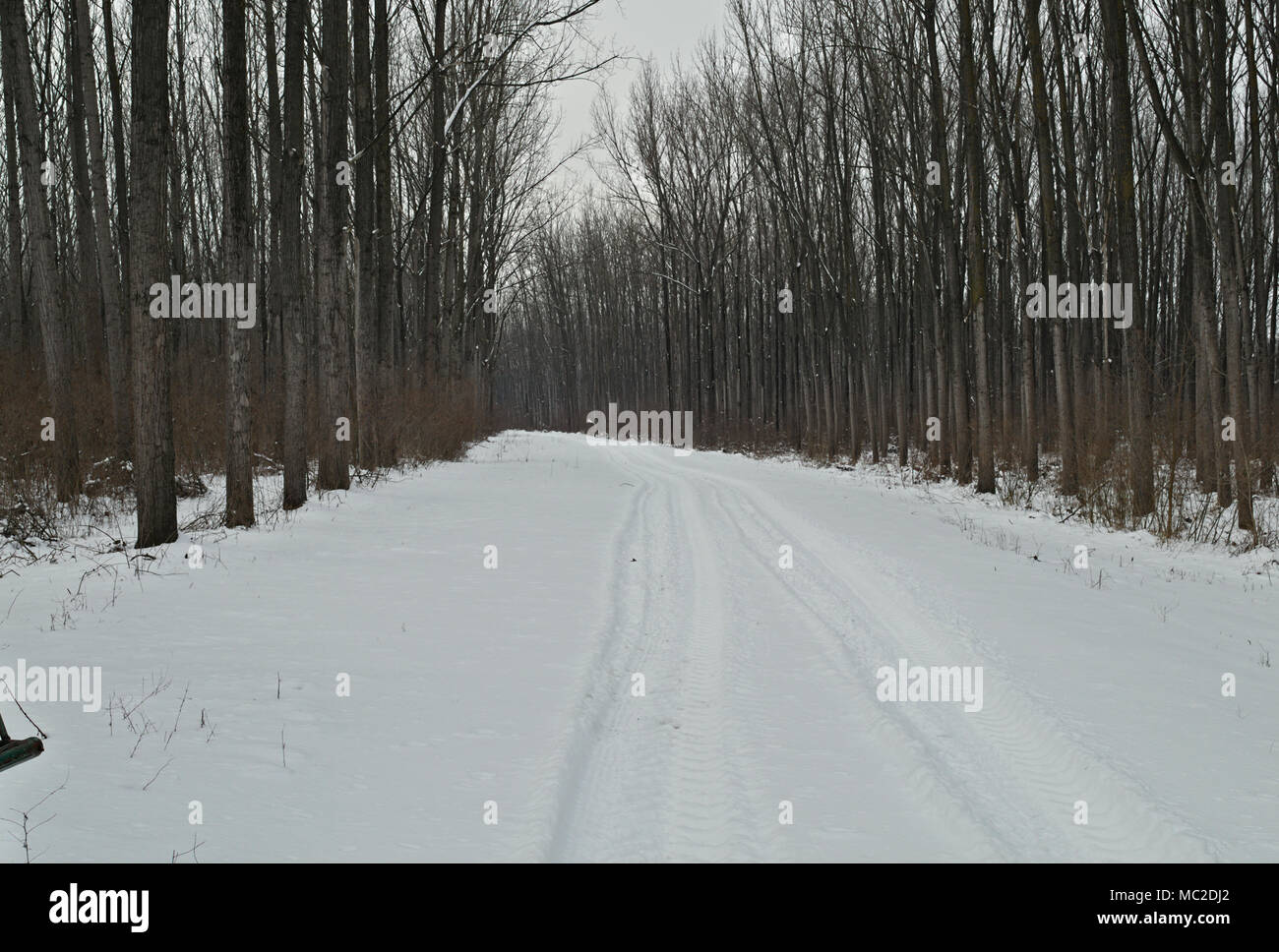 Winter road forest hi-res stock photography and images - Alamy