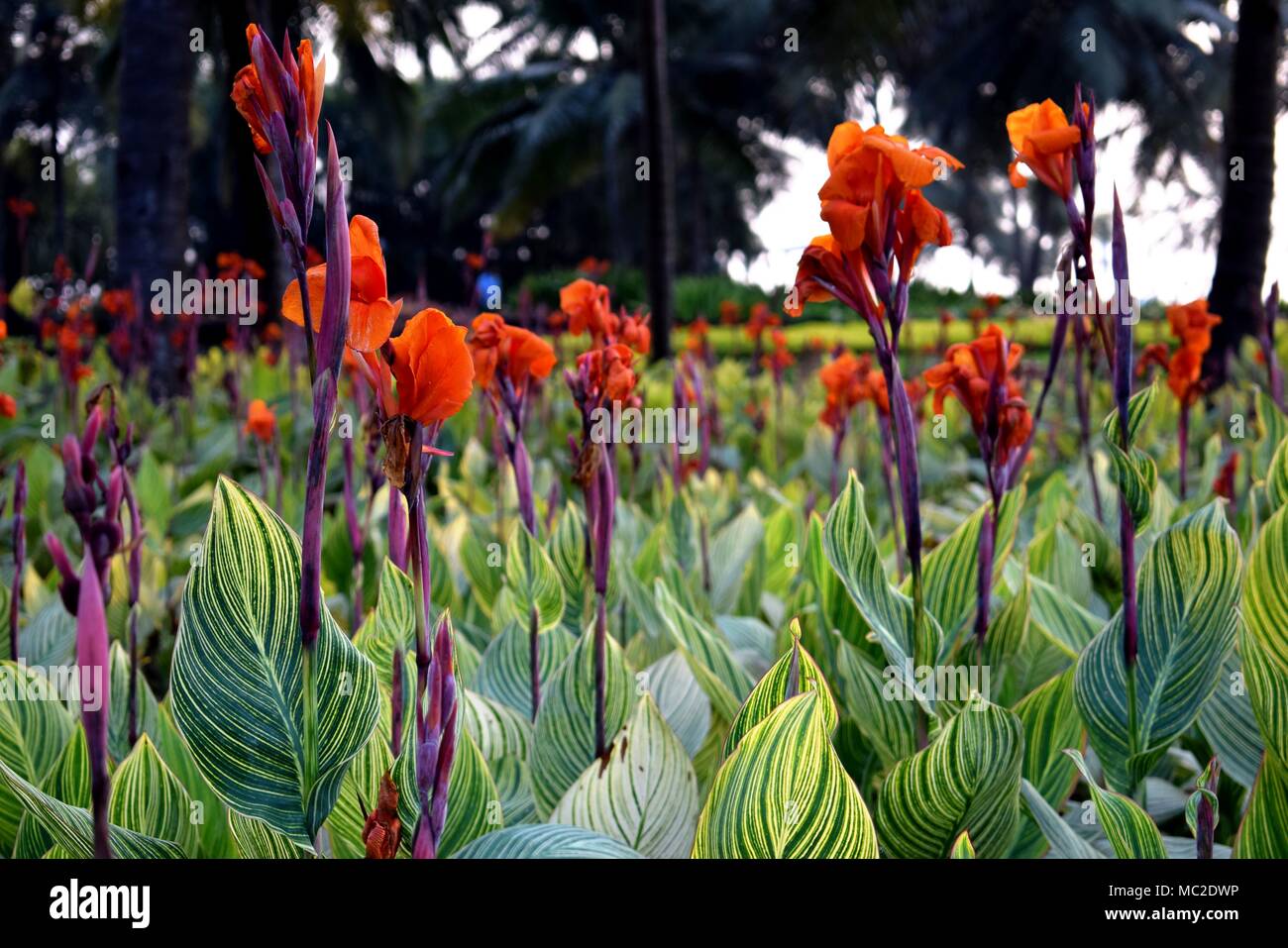 Goa gardens hi-res stock photography and images - Alamy