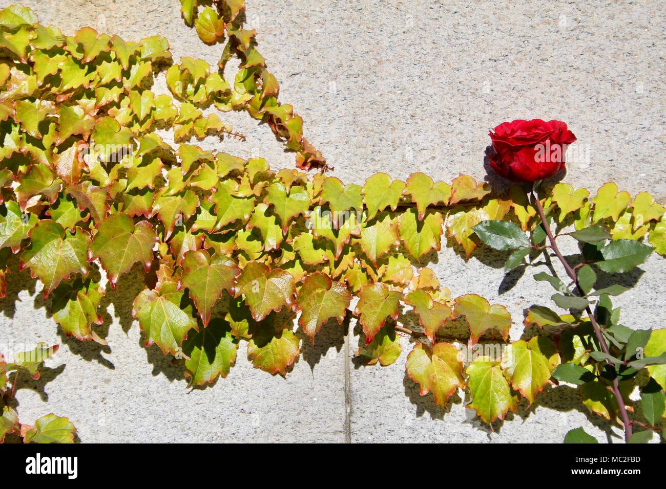 Rose set against home hi-res stock photography and images - Alamy
