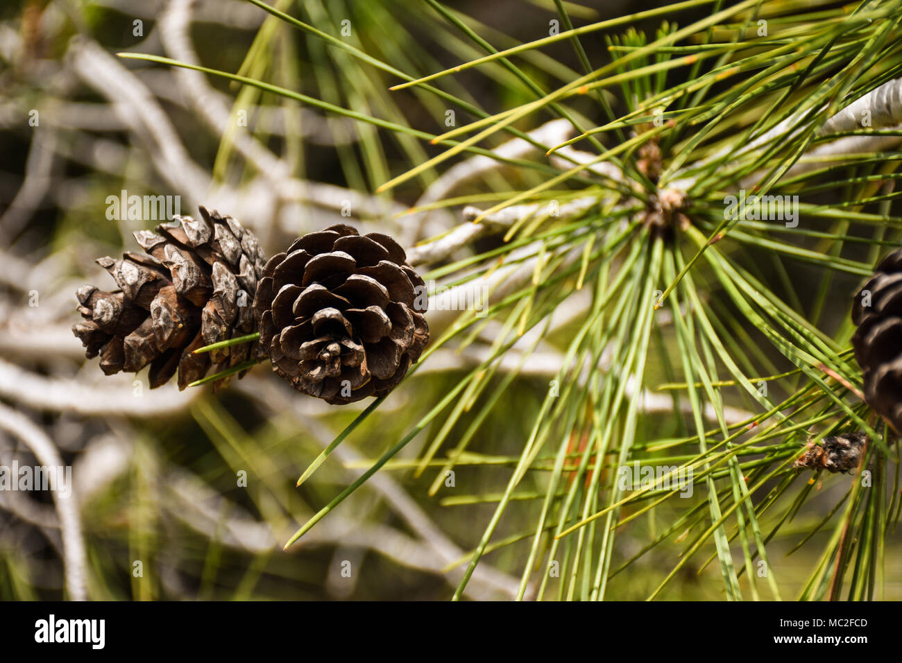 Calabrian pine hi-res stock photography and images - Alamy