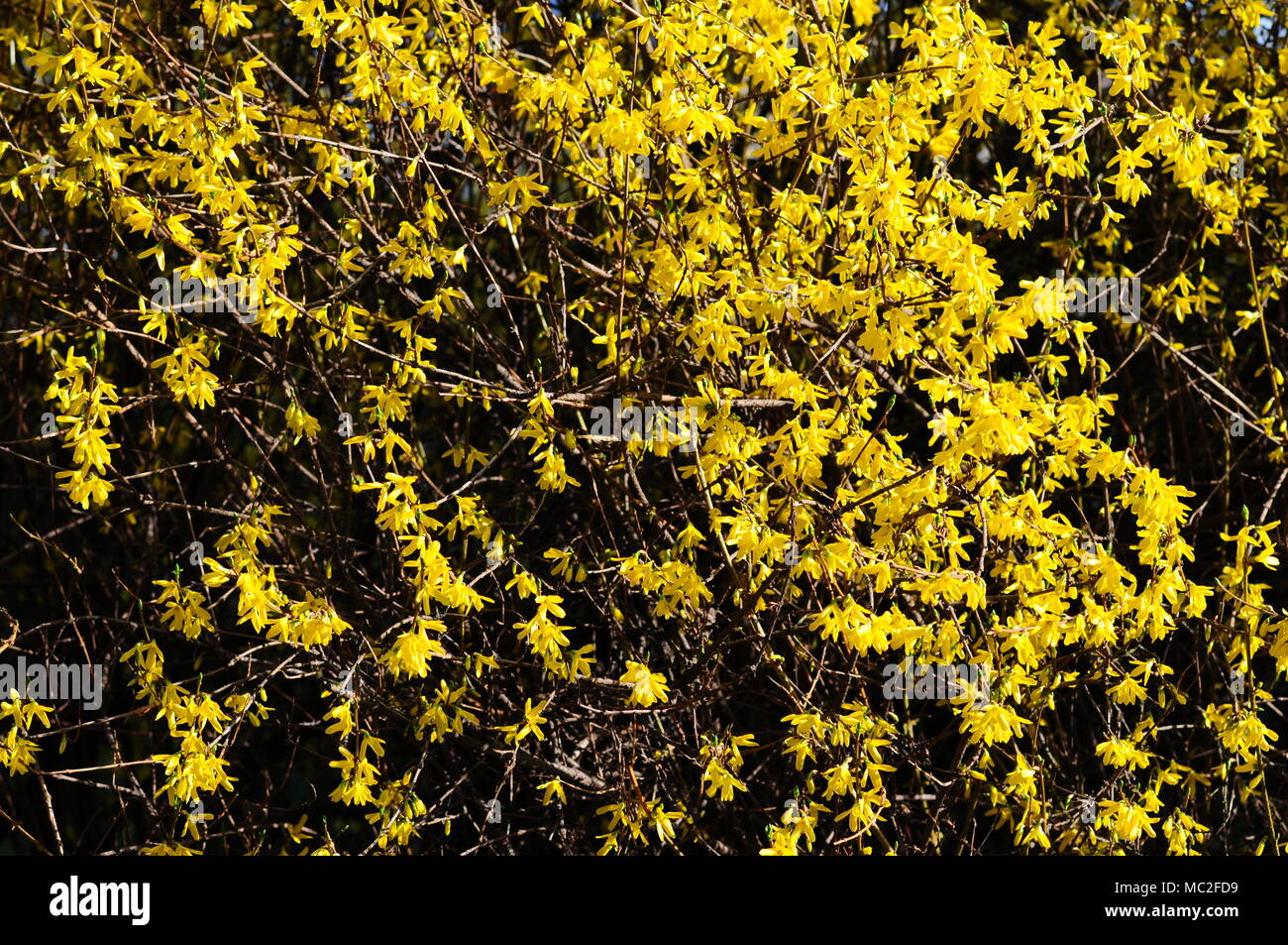 Forsythia (Forsythia Vahl) (Forsythia x intermedia) in full bloom Stock ...