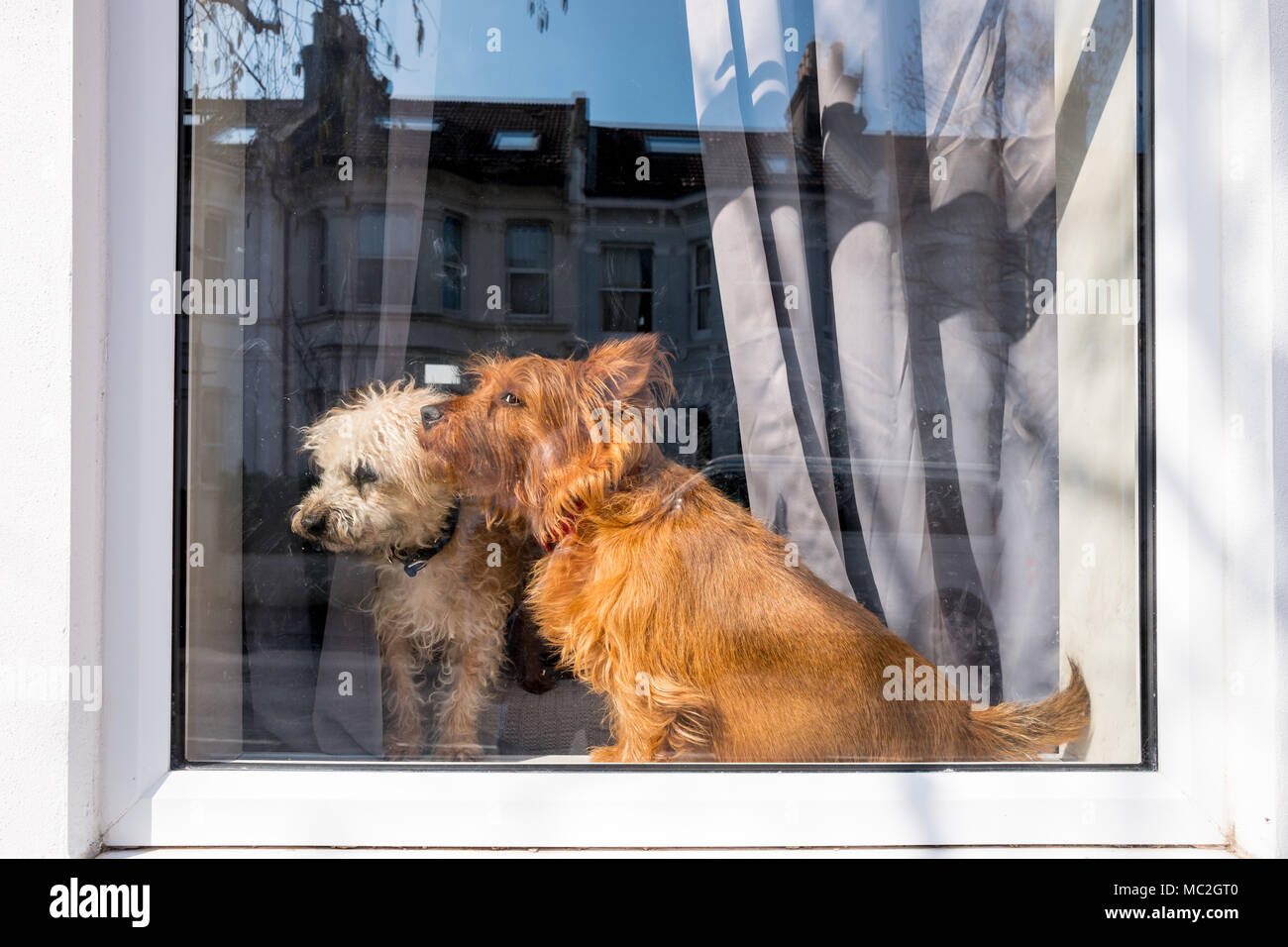 Dogs watching hi-res stock photography and images - Alamy