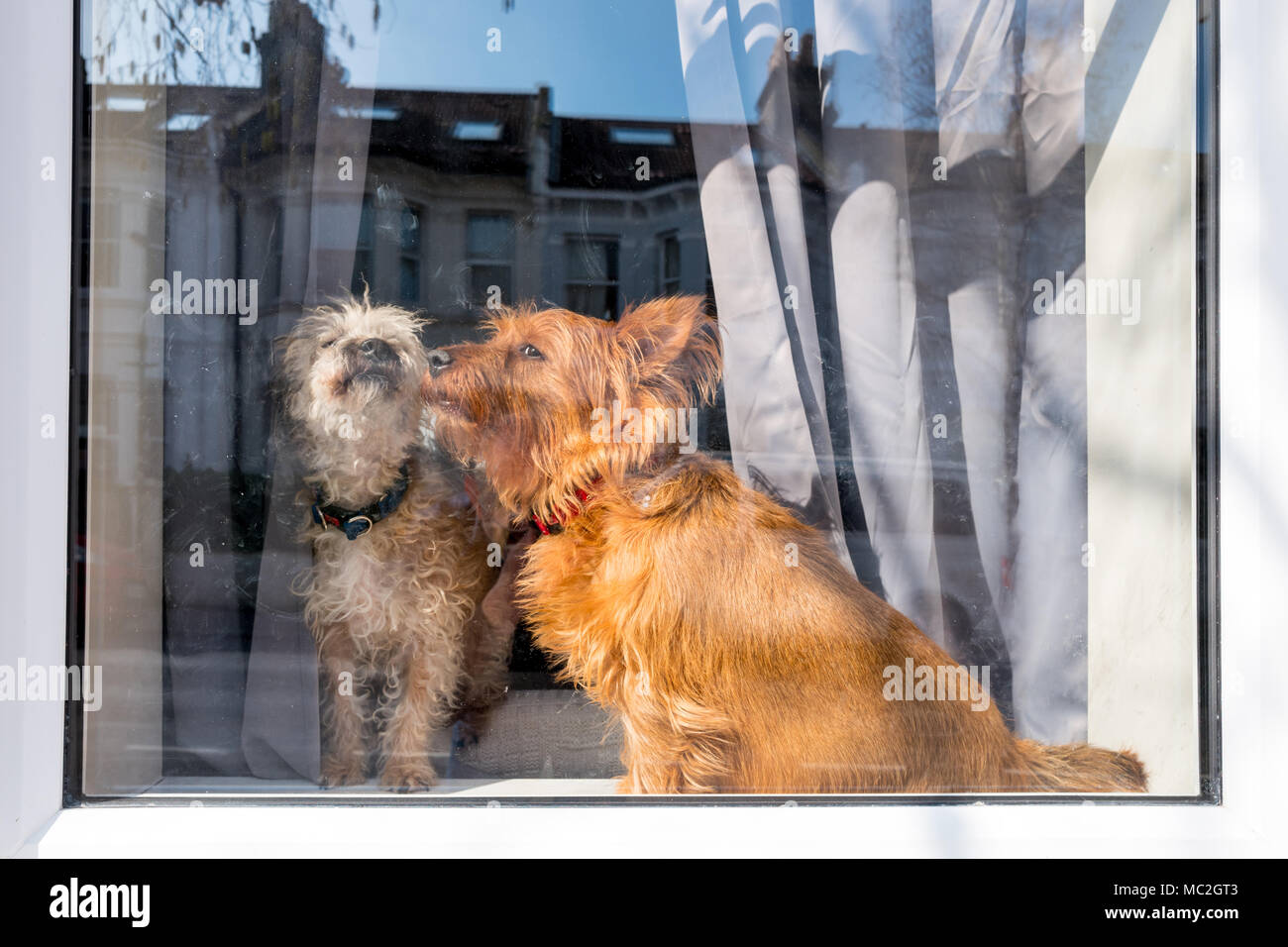 Dogs watching hi-res stock photography and images - Alamy